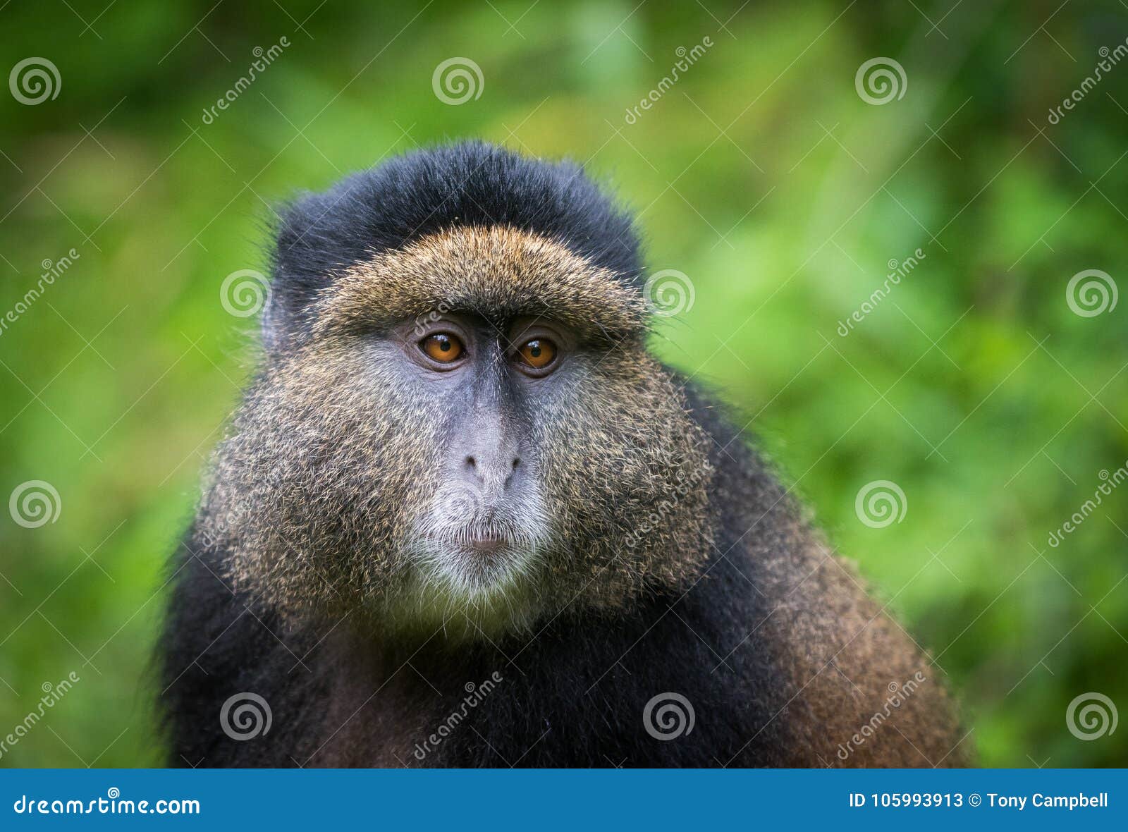 Retrato do macaco dourado imagem de stock. Imagem de exterior - 105993913