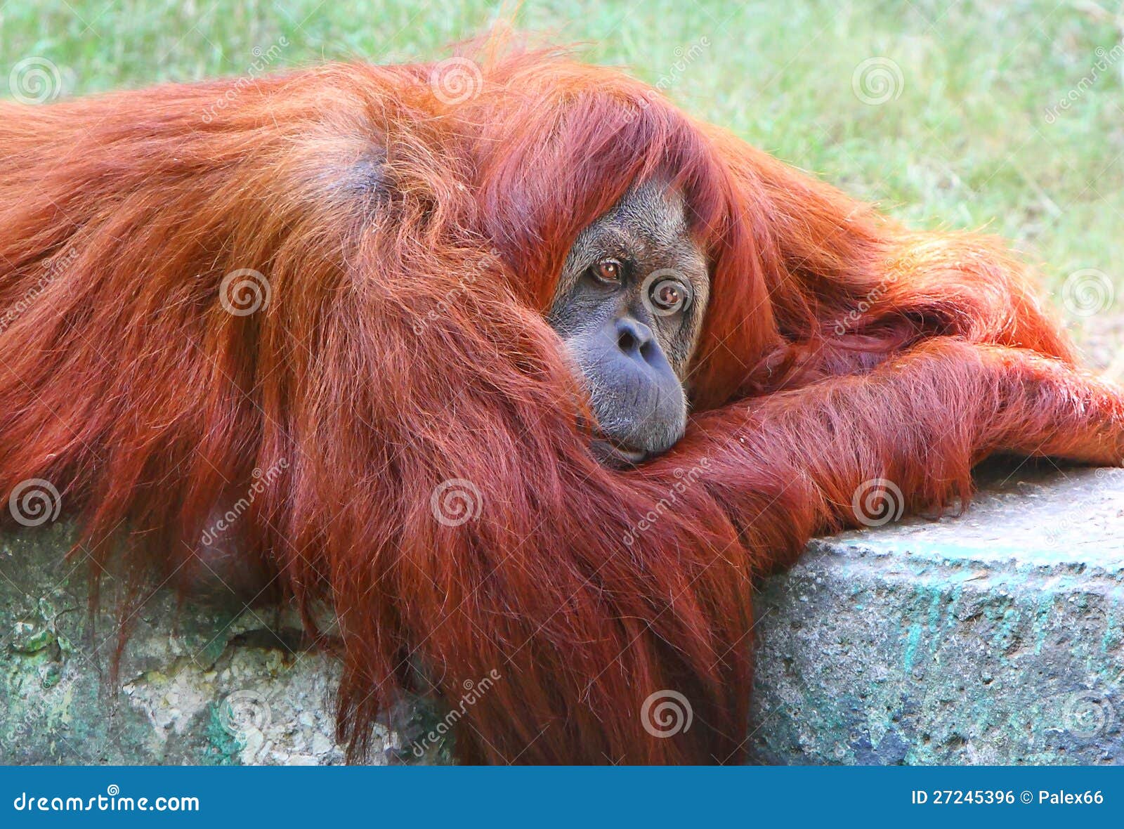 Retrato do orangotango foto de stock. Imagem de orangotano - 27245396