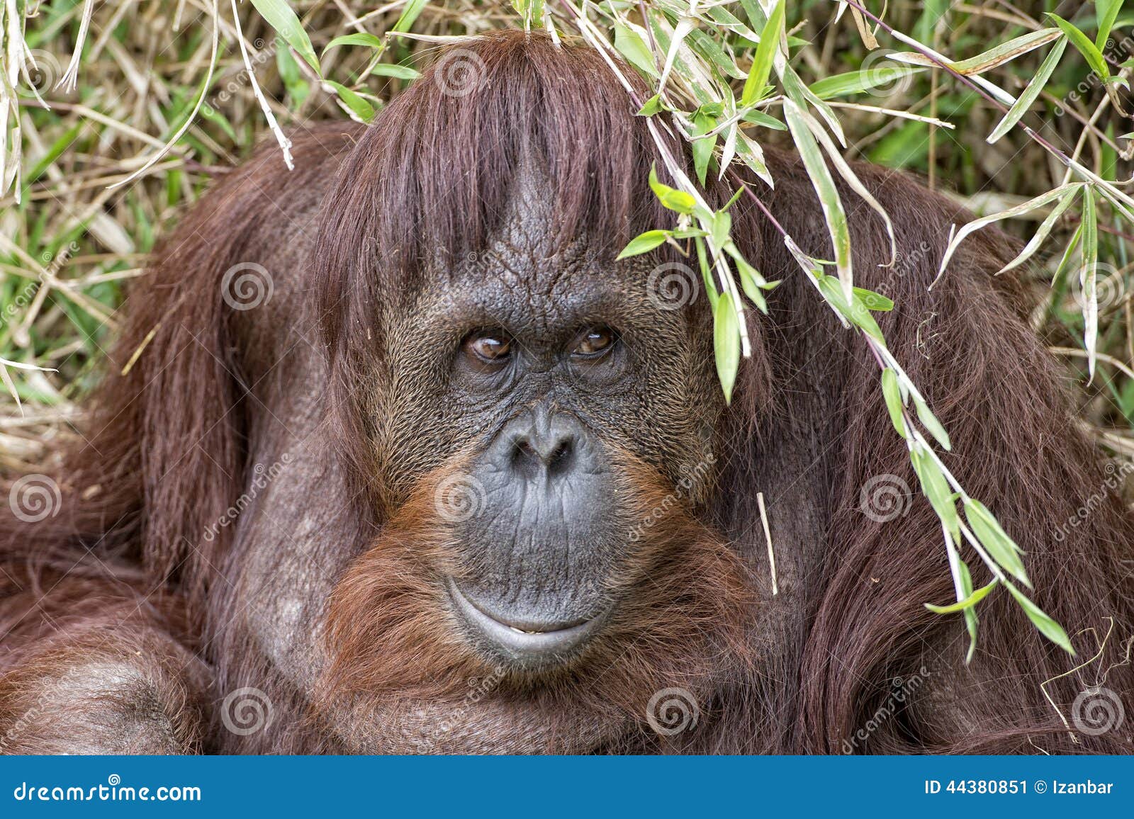 Retrato Do Orangotango No Fundo Da Grama Imagem de Stock - Imagem de ...