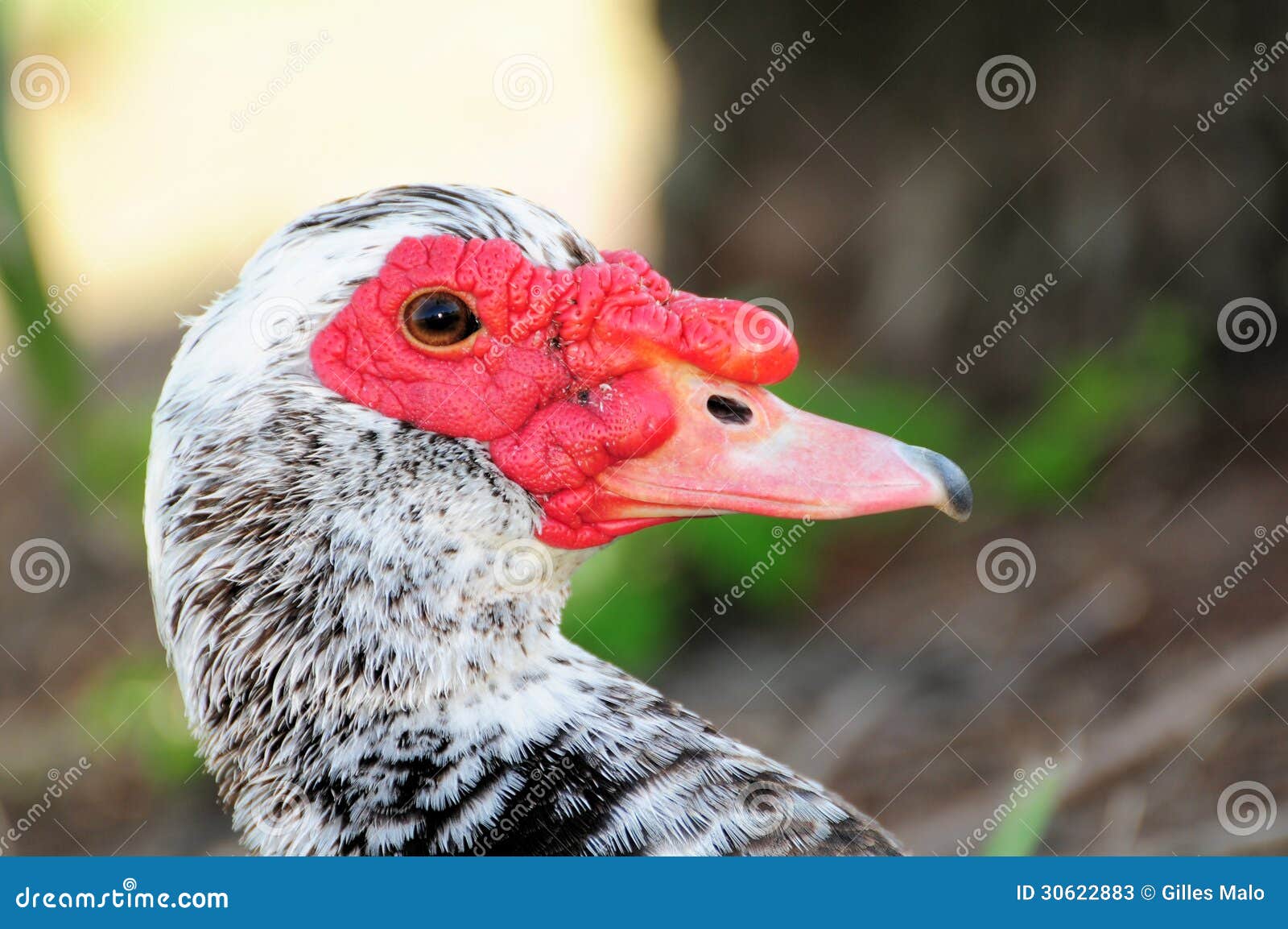 Retrato do pato de Muscovy imagem de stock. Imagem de animais - 30622883