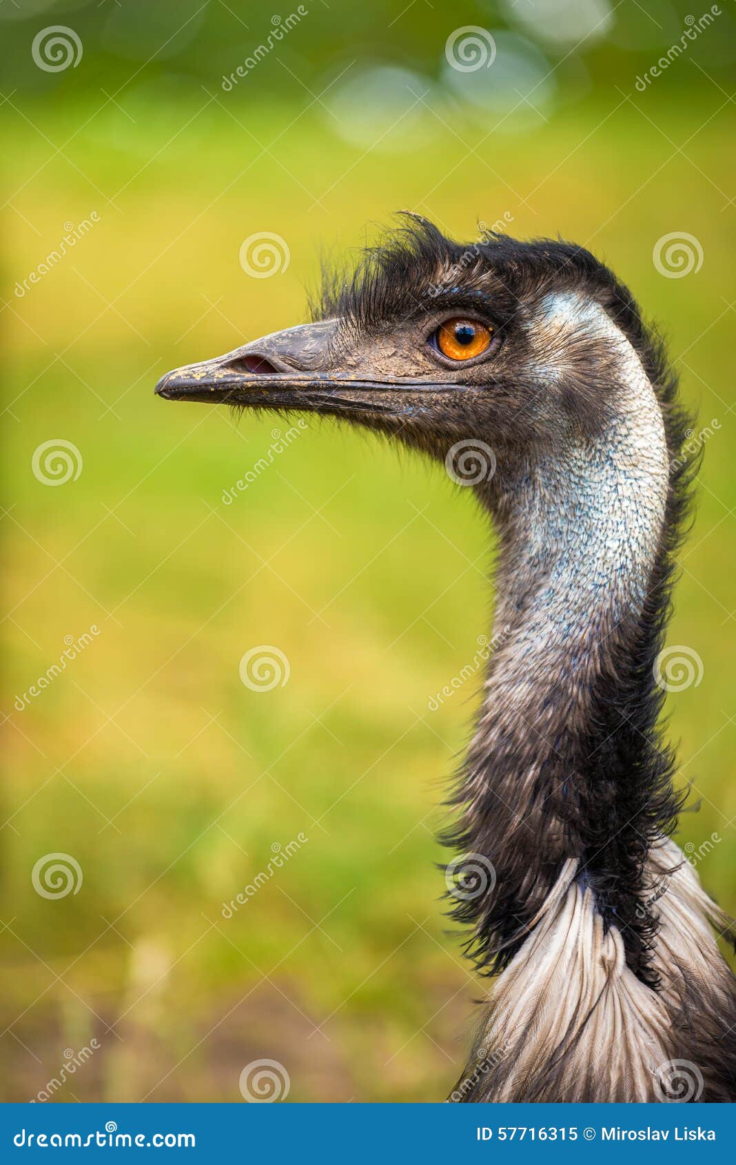 Retrato Do Perfil Do Ema Australiano Imagem de Stock - Imagem de ...