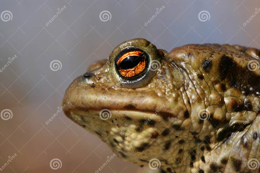 Retrato do sapo imagem de stock. Imagem de nariz, wildlife - 2348019