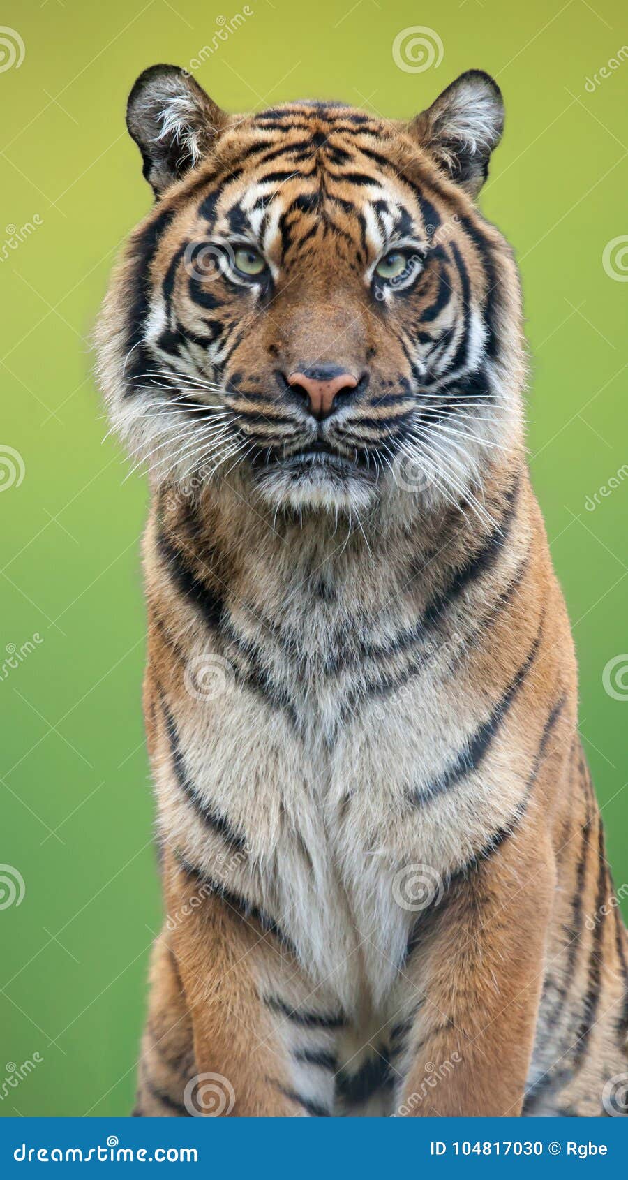 Retrato Do Tigre Com Um Fundo Verde Foto de Stock - Imagem de bonito ...