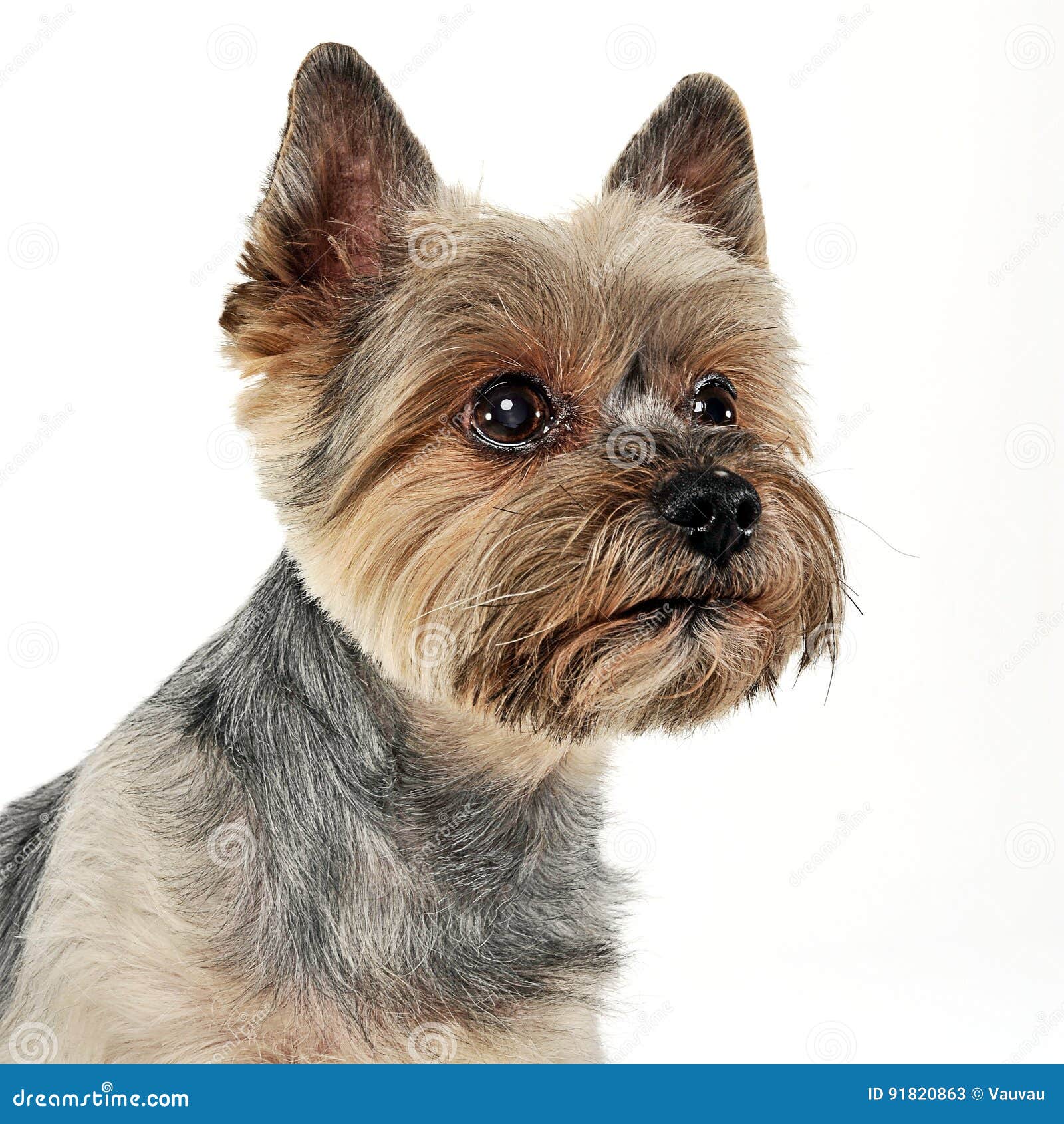 Retrato Do Yorkshire Terrier Em Um Fundo Branco Imagem de Stock ...