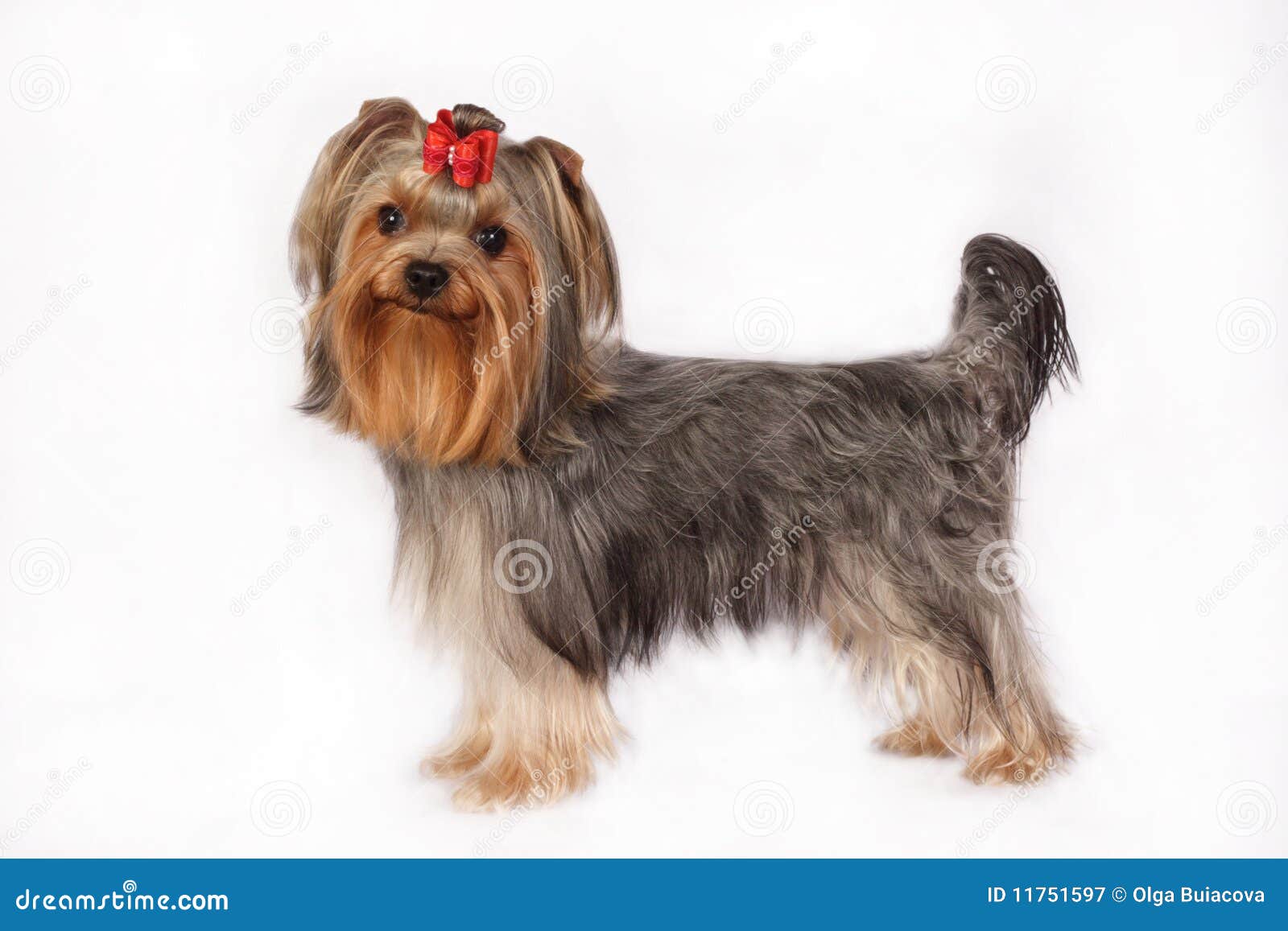 Retrato Do Yorkshire Terrier No Fundo Branco. Imagem de Stock - Imagem ...