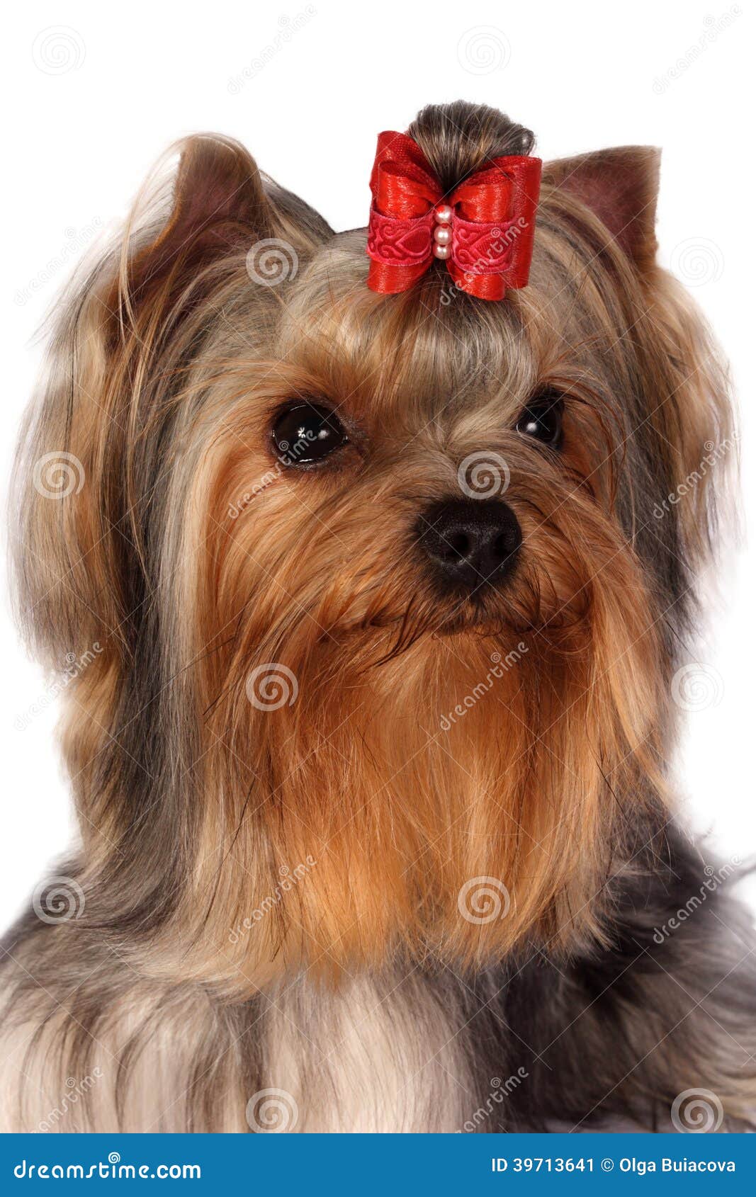 Retrato Do Yorkshire Terrier No Fundo Branco. Imagem de Stock - Imagem ...