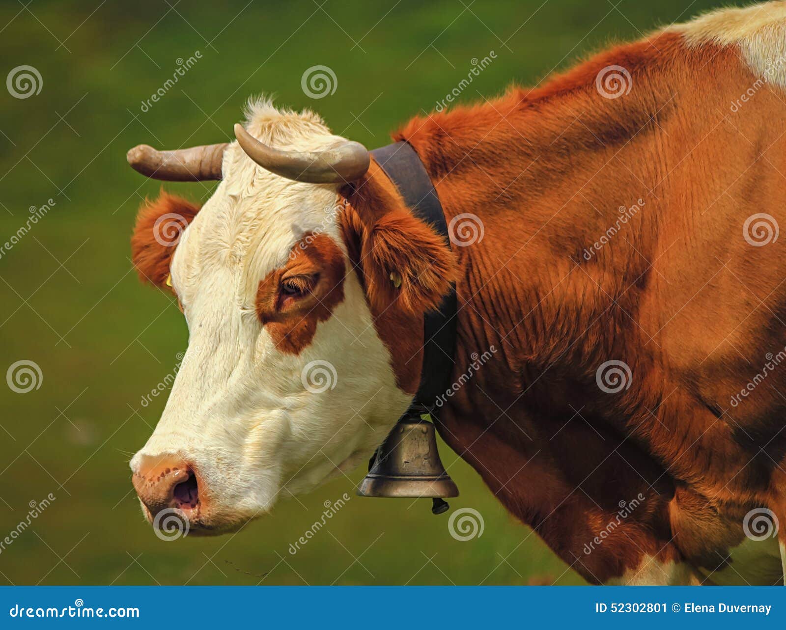 Retrato E Sino Da Vaca De Hereford Imagem de Stock - Imagem de marrom ...