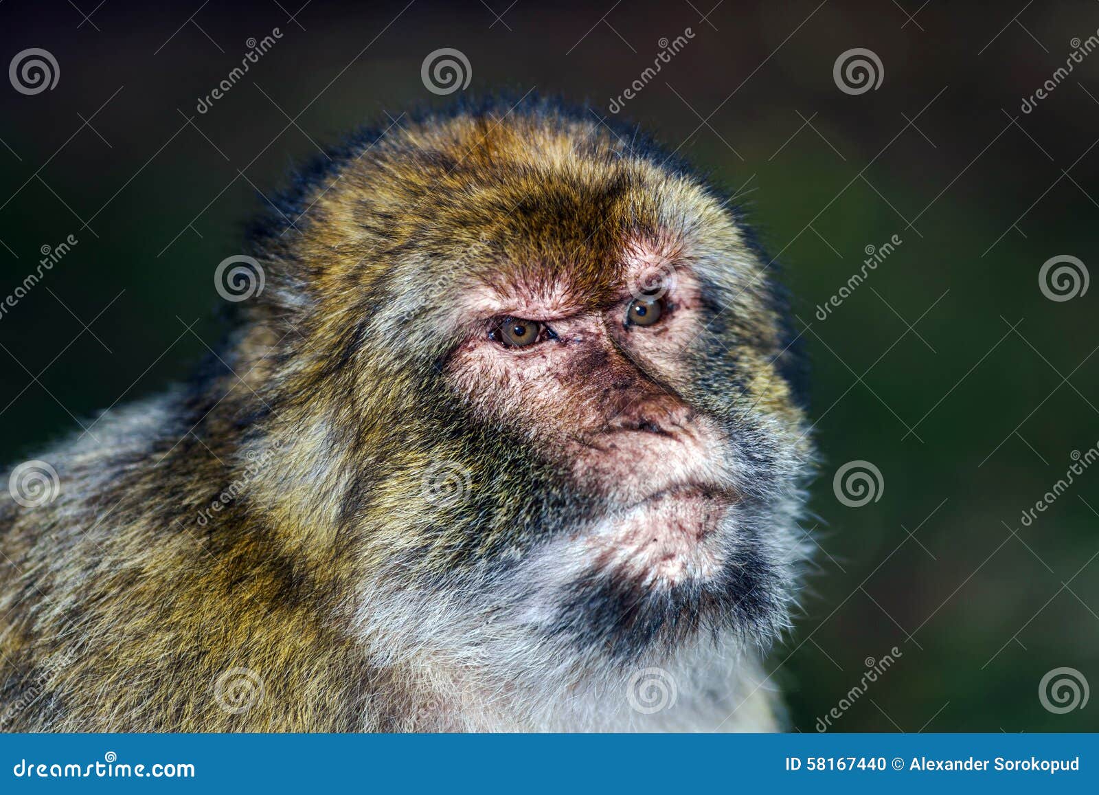 Retrato Emocional Do Close-up Do Macaco Do Mocaco Foto de Stock ...