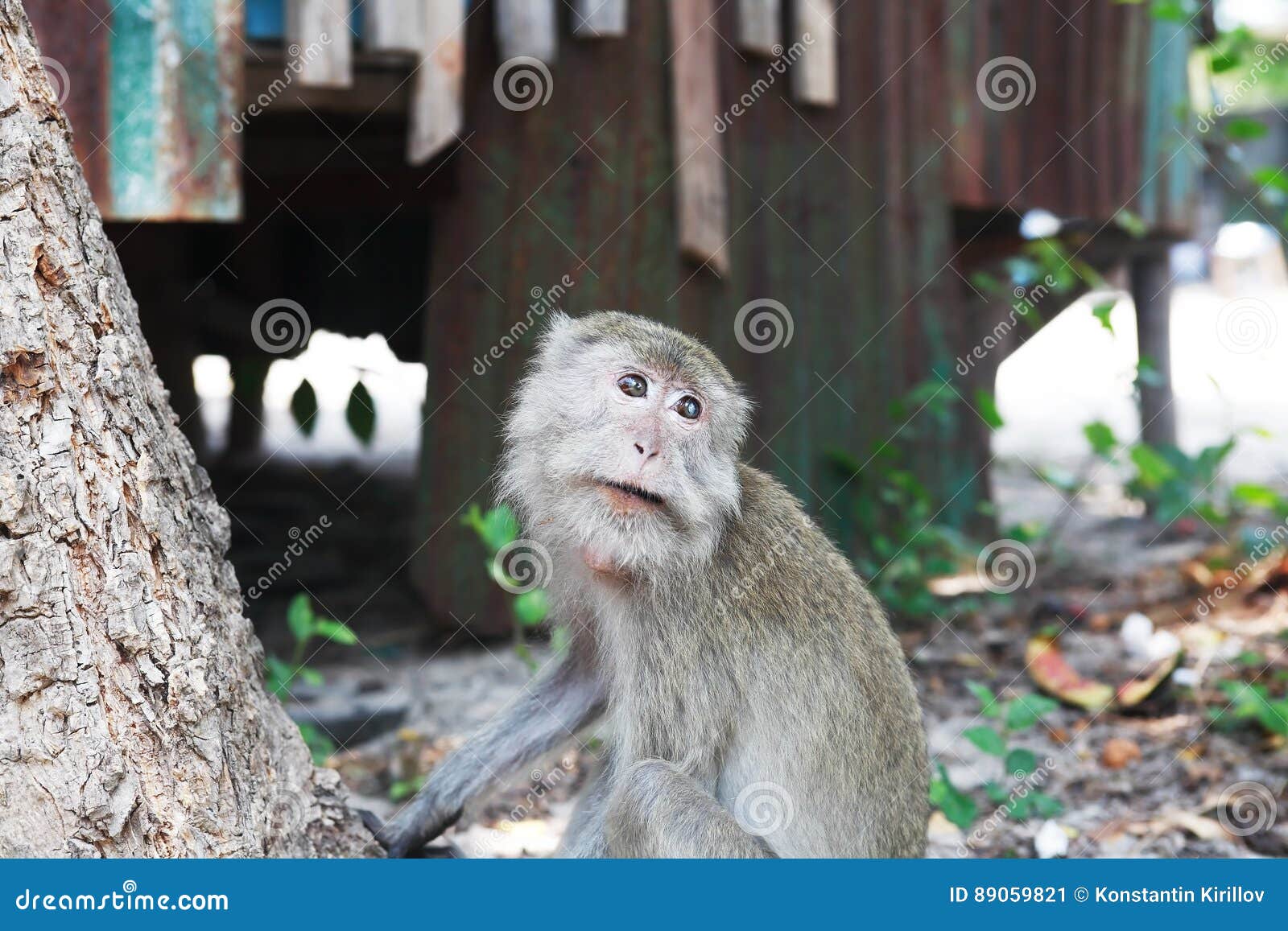 Retrato Engraçado Do Macaco Imagem de Stock - Imagem de olho, exterior ...