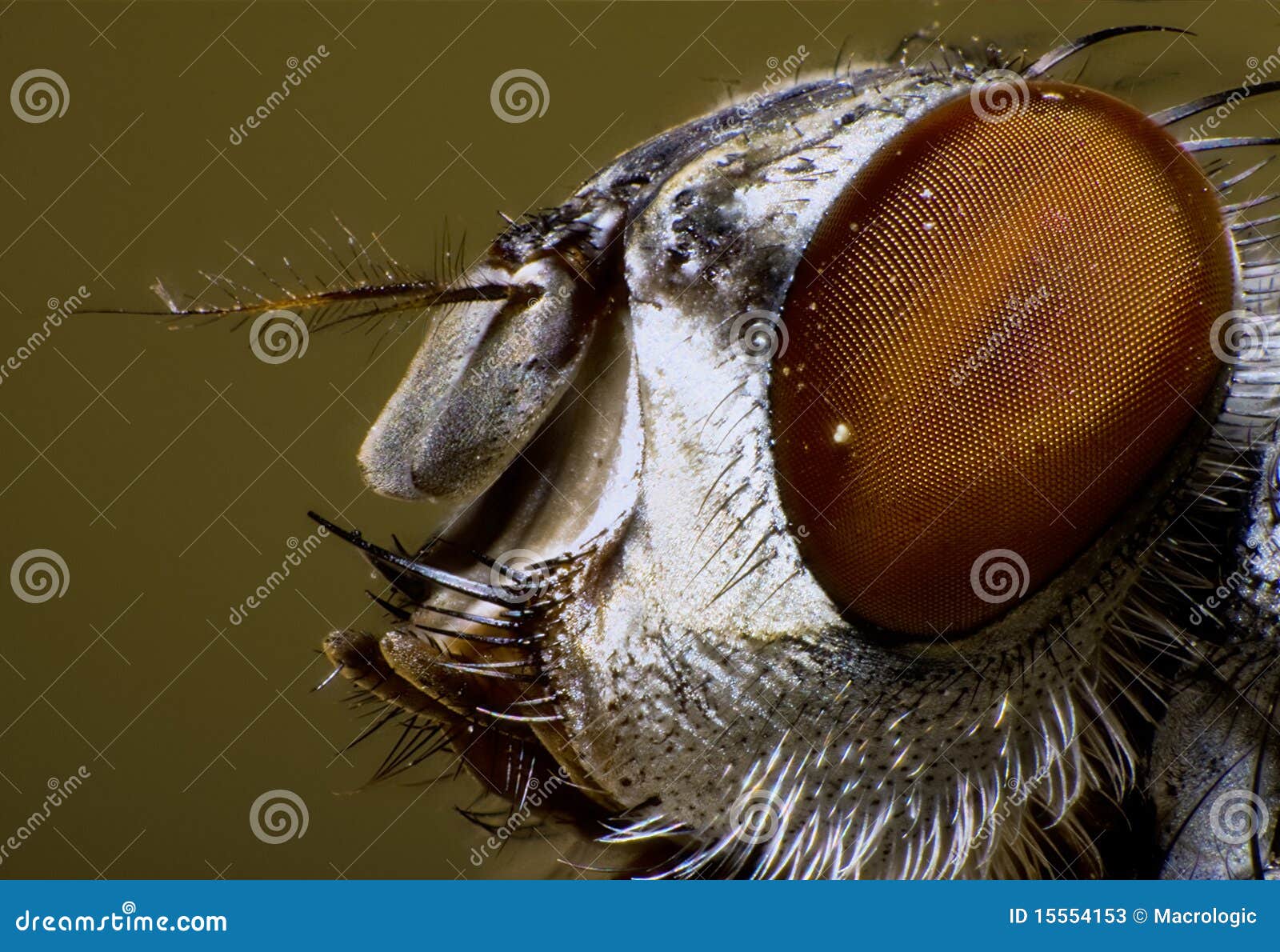 Retrato feo de la mosca imagen de archivo. Imagen de travieso - 15554153