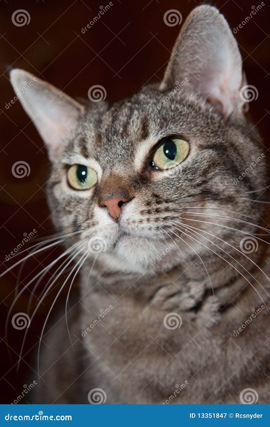 Retrato formal do gato imagem de stock. Imagem de vertical - 13351847