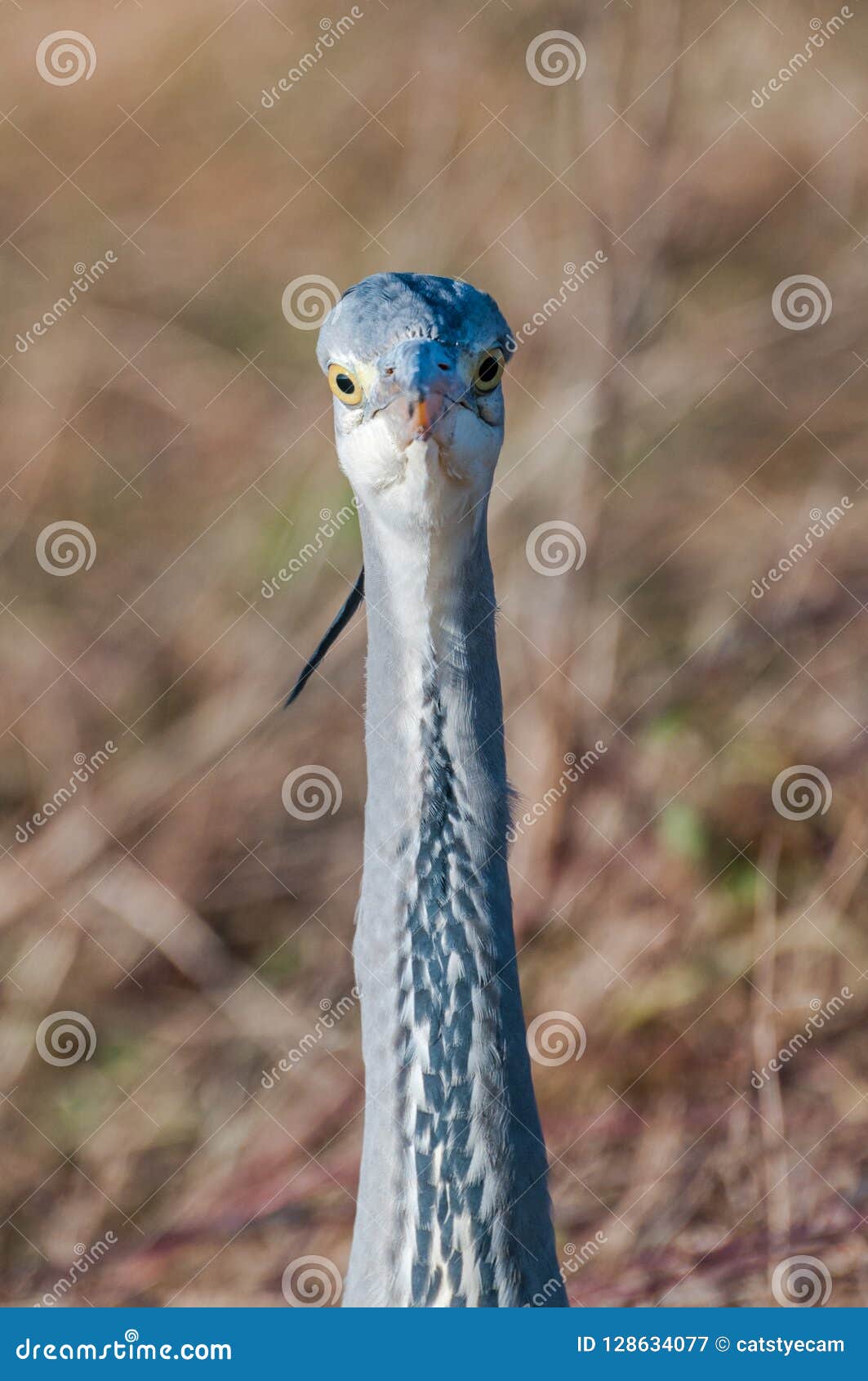 Retrato Frontal De Un Ardea Gris De La Garza Cinerea Imagen de archivo ...