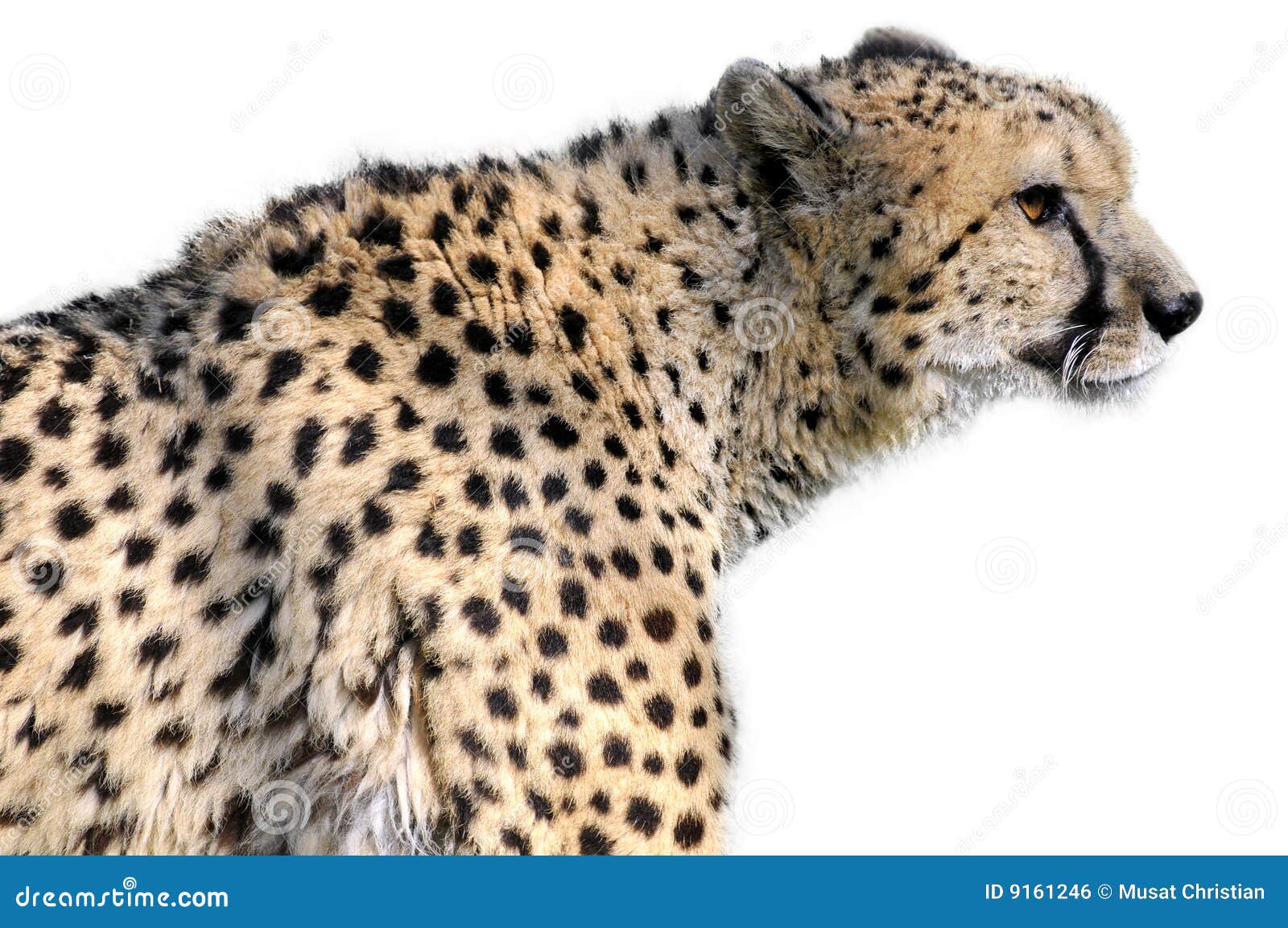 Retrato isolado da chita foto de stock. Imagem de chita - 9161246