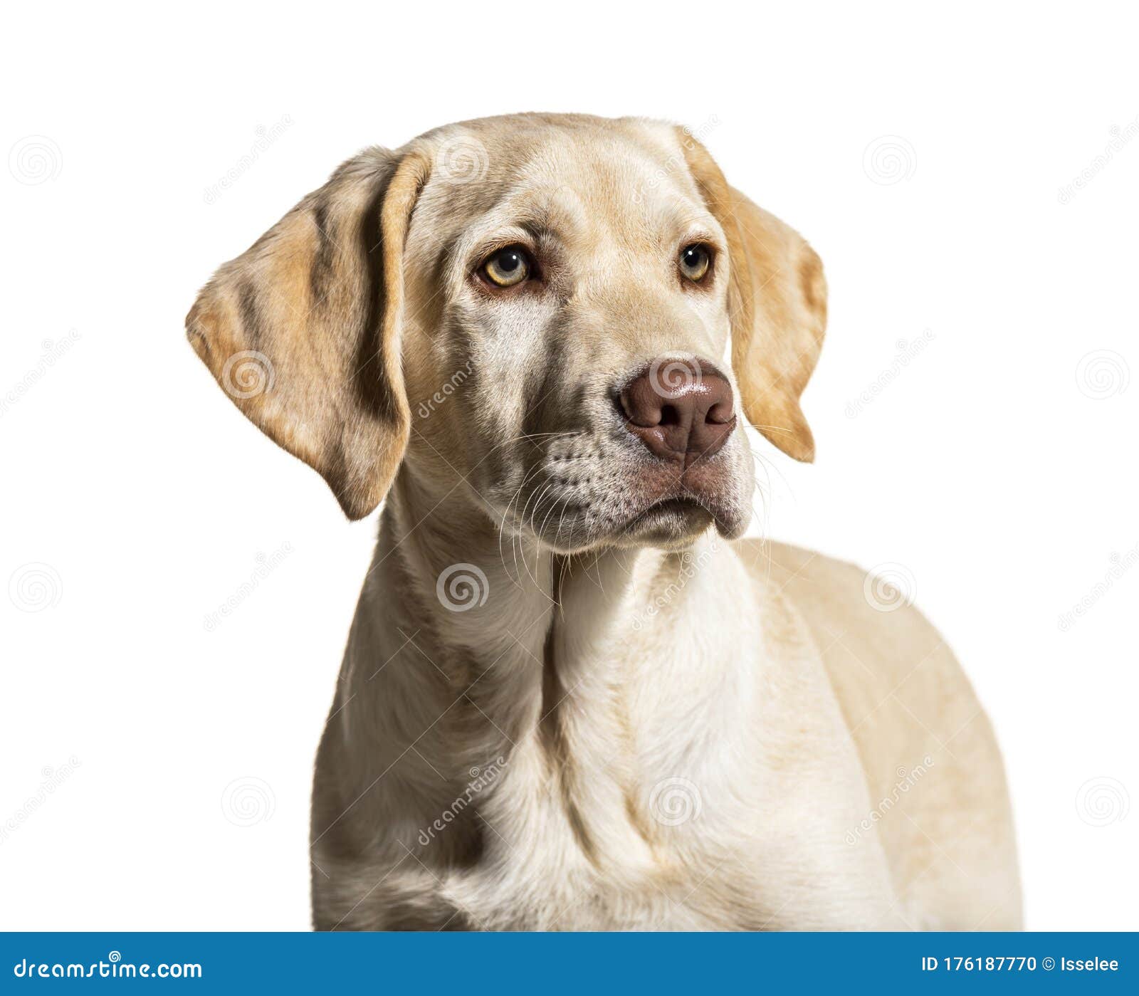 Retrato Isolado De Um Labrador Creme Foto de Stock - Imagem de labrador ...