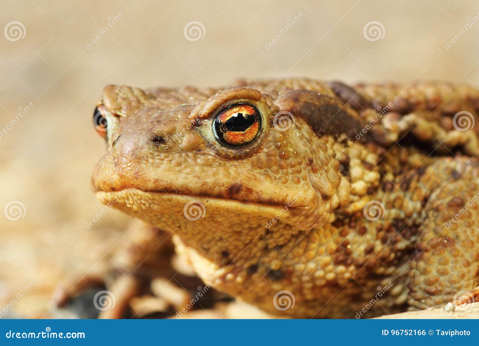 Retrato Macro Do Sapo Marrom Feio Foto de Stock - Imagem de olhar ...