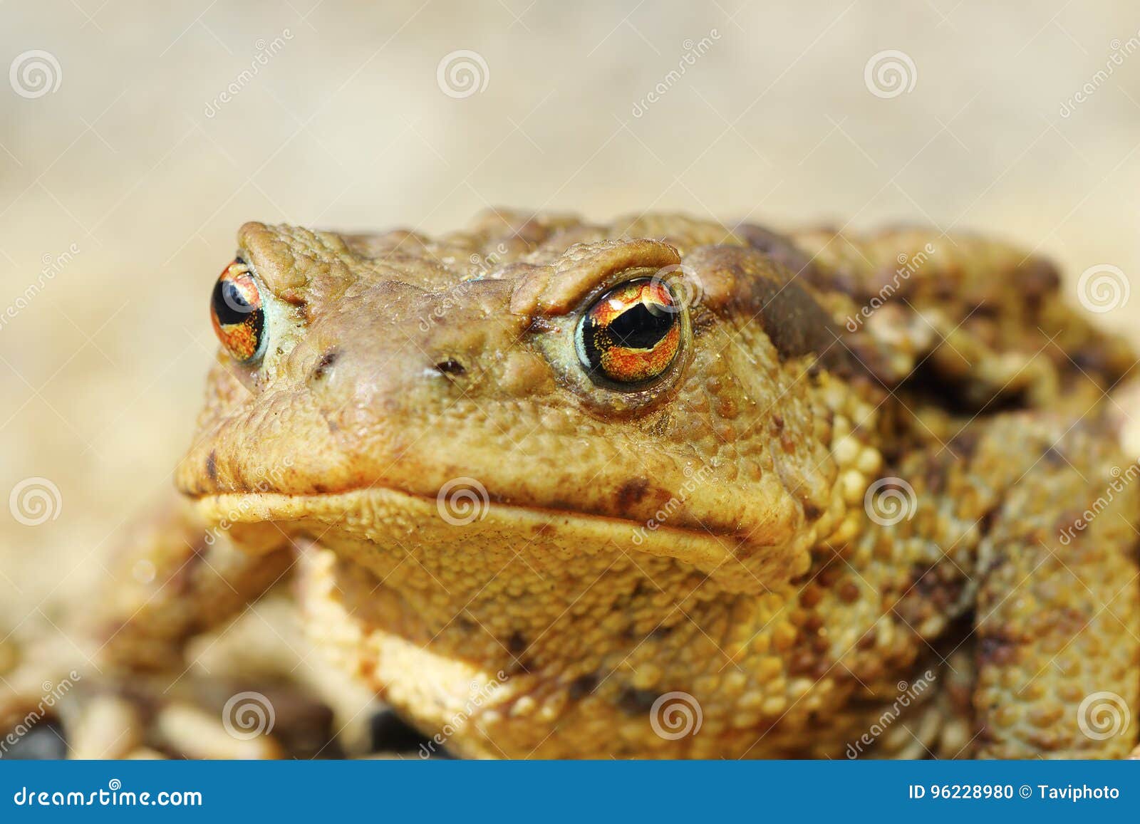 Retrato Marrom Comum Do Sapo Do Europeu Foto de Stock - Imagem de fundo ...