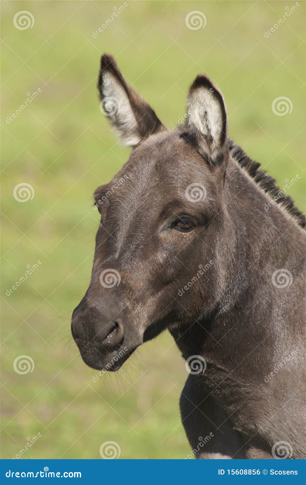 Retrato Miniatura Del Burro Foto de archivo - Imagen de granja, retrato ...