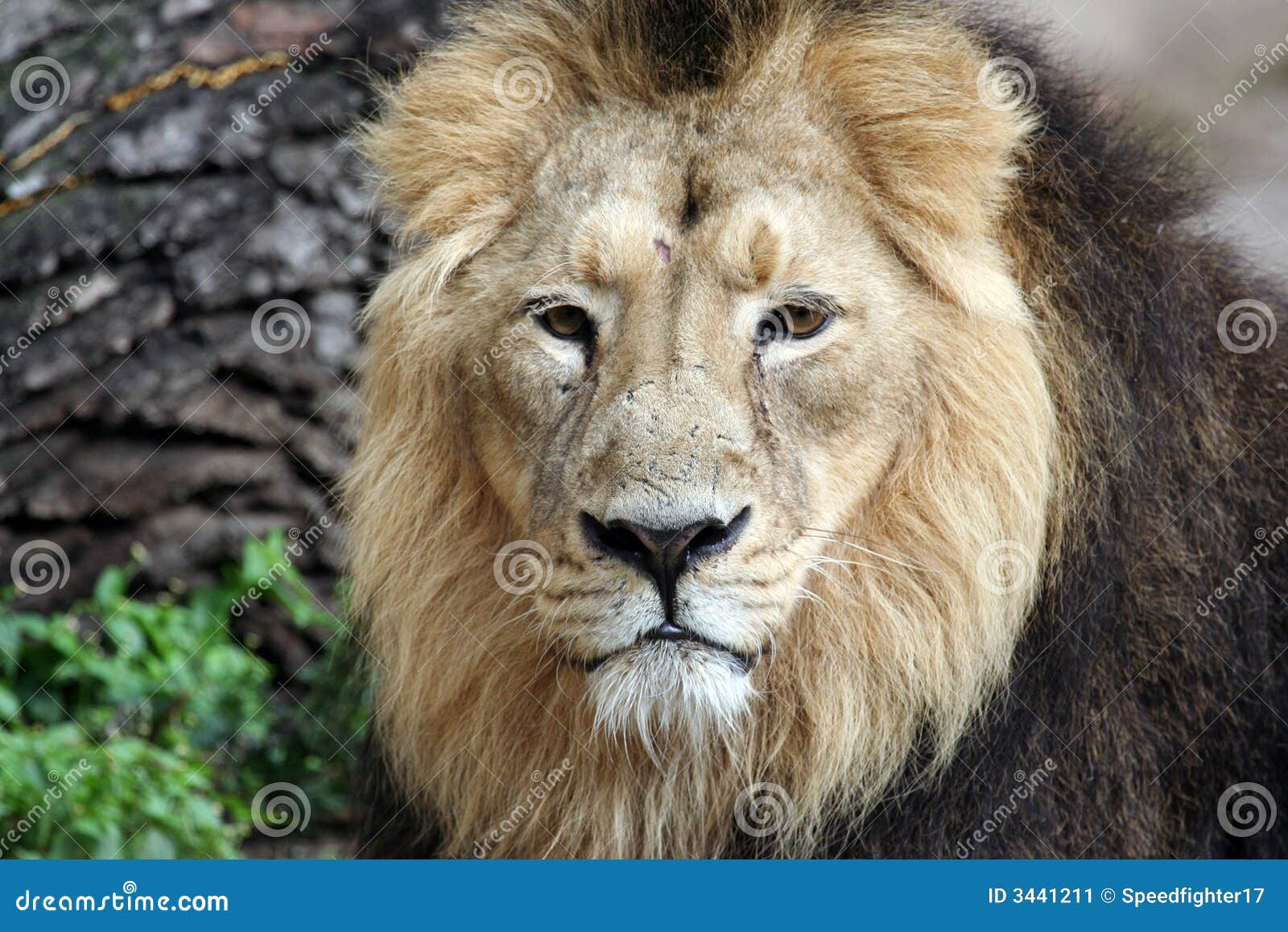 Retrato noble del león imagen de archivo. Imagen de mirando - 3441211