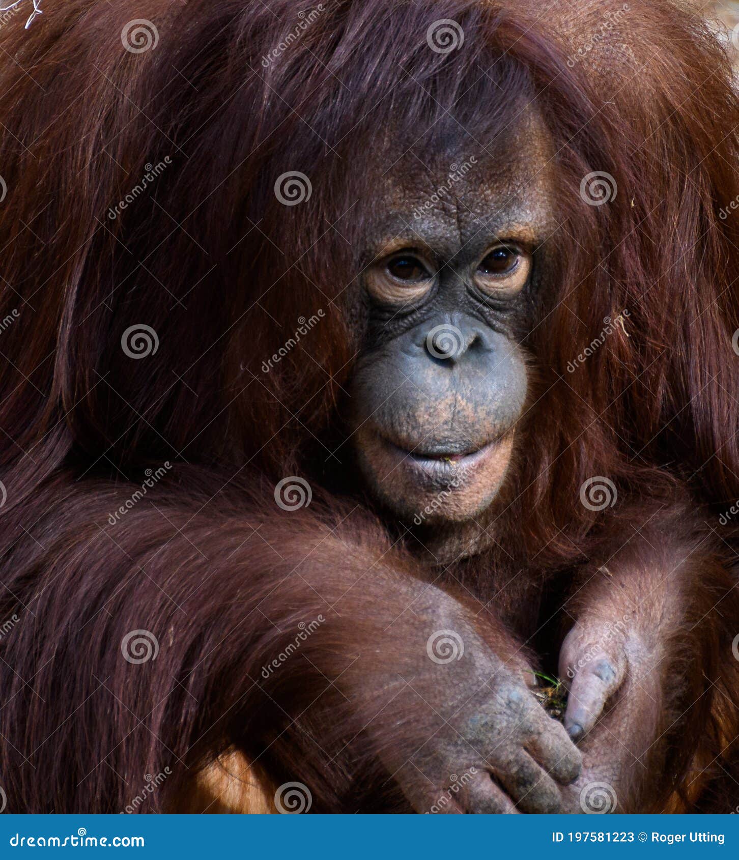 Retrato Orangotango Borneano Imagem de Stock - Imagem de midlands ...