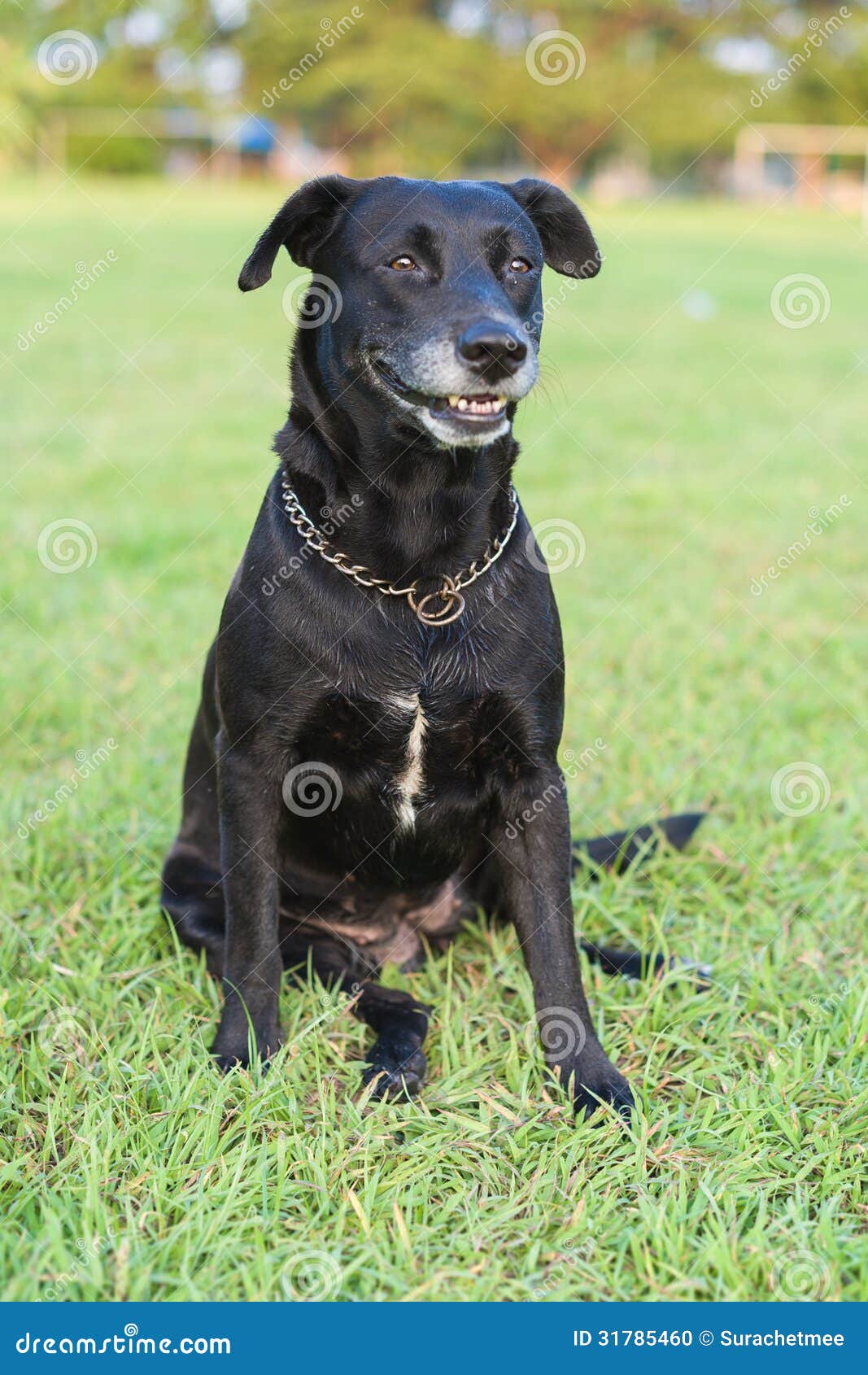 Retrato preto de Labrador foto de stock. Imagem de obediente - 31785460