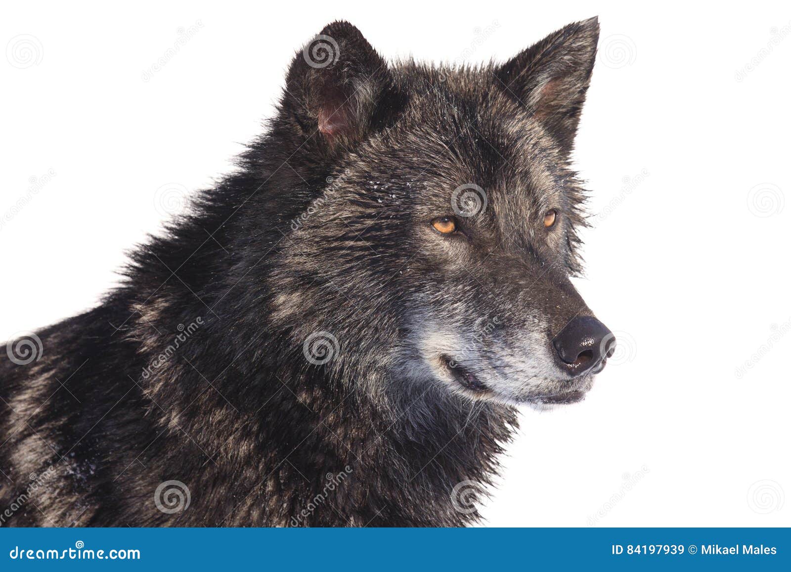 Retrato Preto Do Lado Do Lobo Imagem de Stock - Imagem de olhos ...