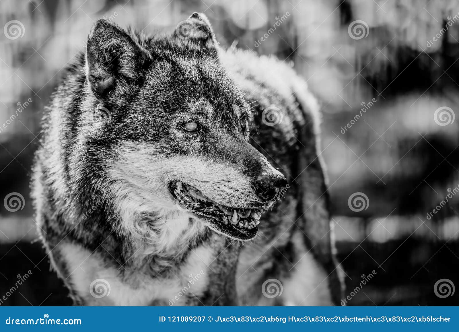 Retrato Preto E Branco De Um Lobo Imagem de Stock - Imagem de olho ...