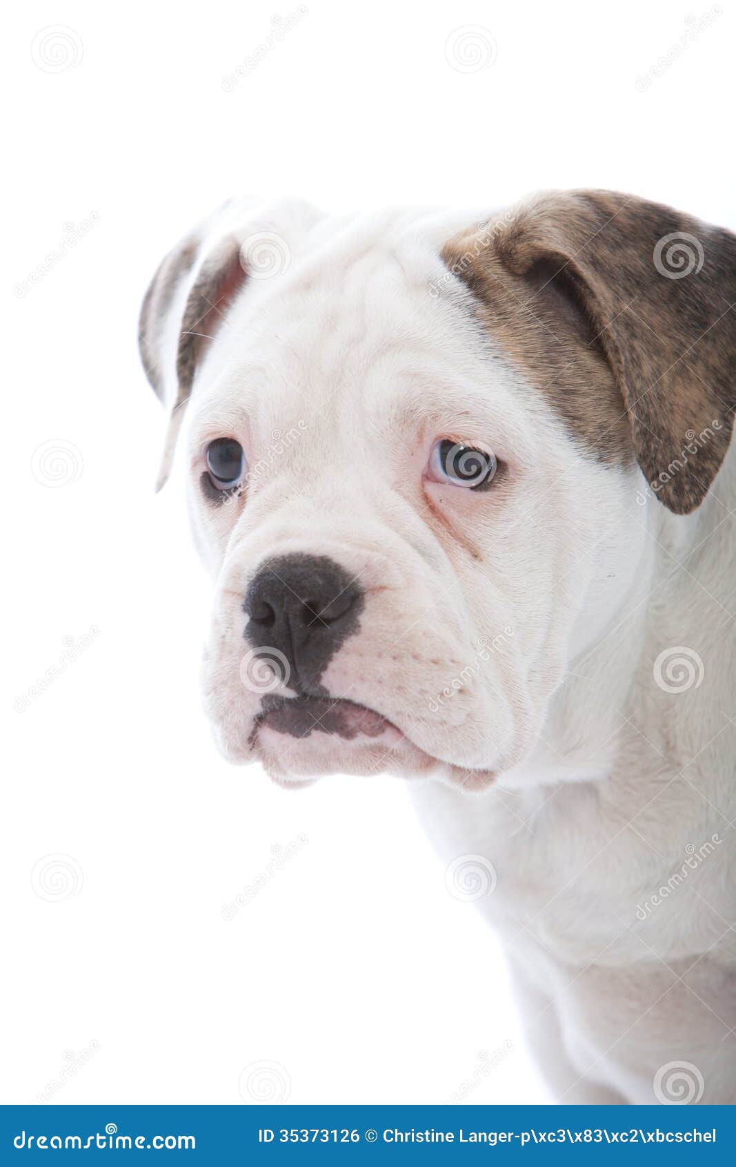 Retrato Principal De Un Perro Blanco Arrugado Foto de archivo - Imagen ...