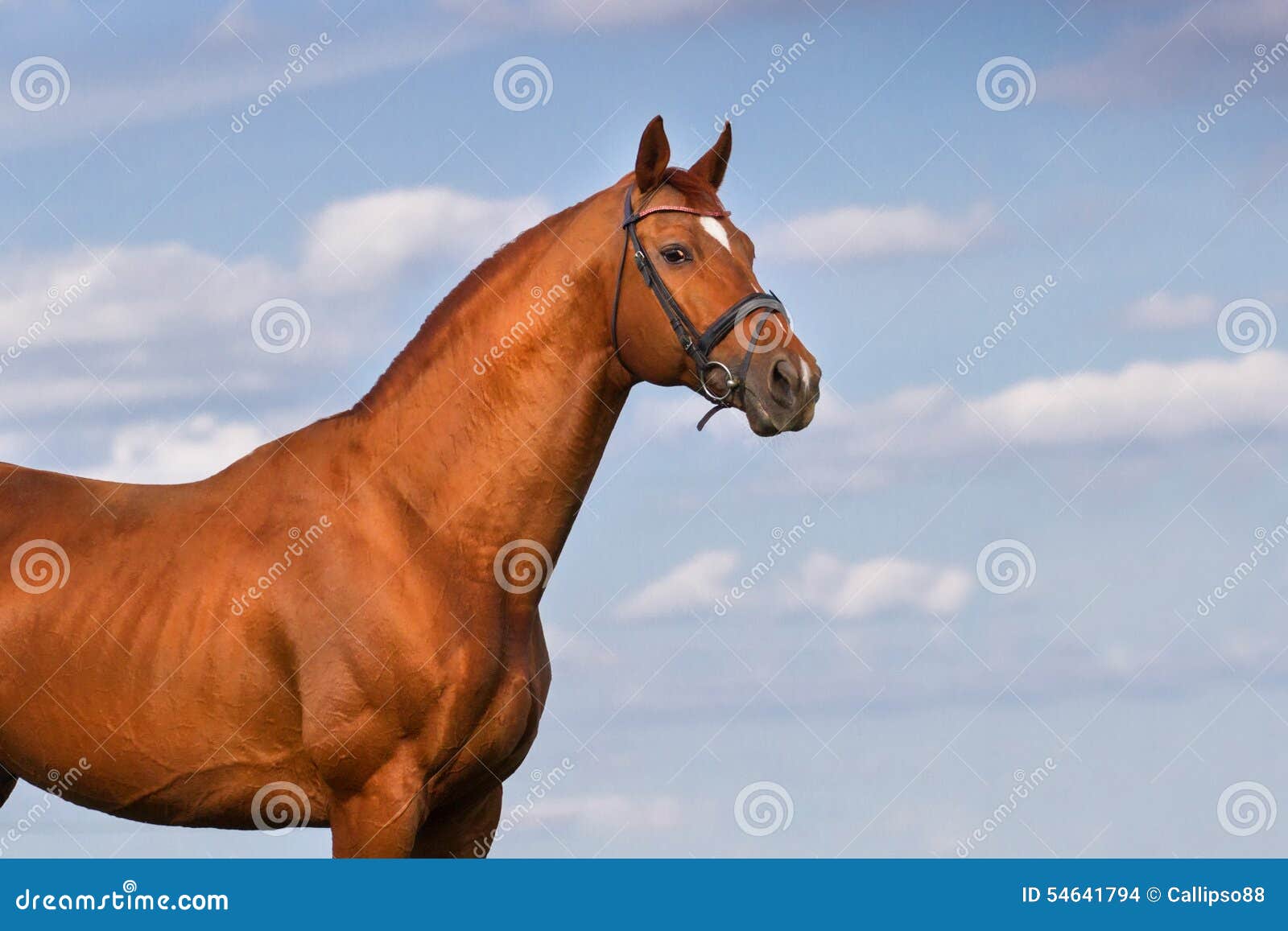 Retrato rojo del caballo foto de archivo. Imagen de contra - 54641794