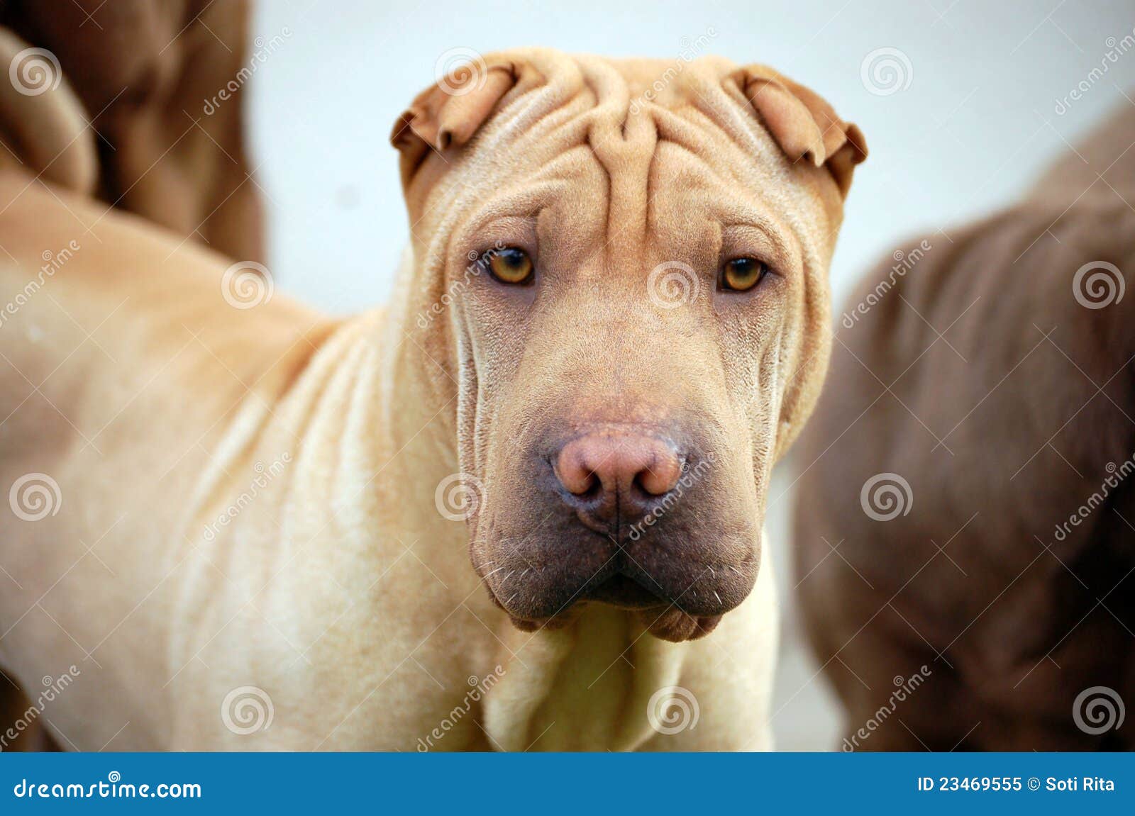 Retrato Shar Tradicional Do Pei Imagem de Stock - Imagem de fofofo ...