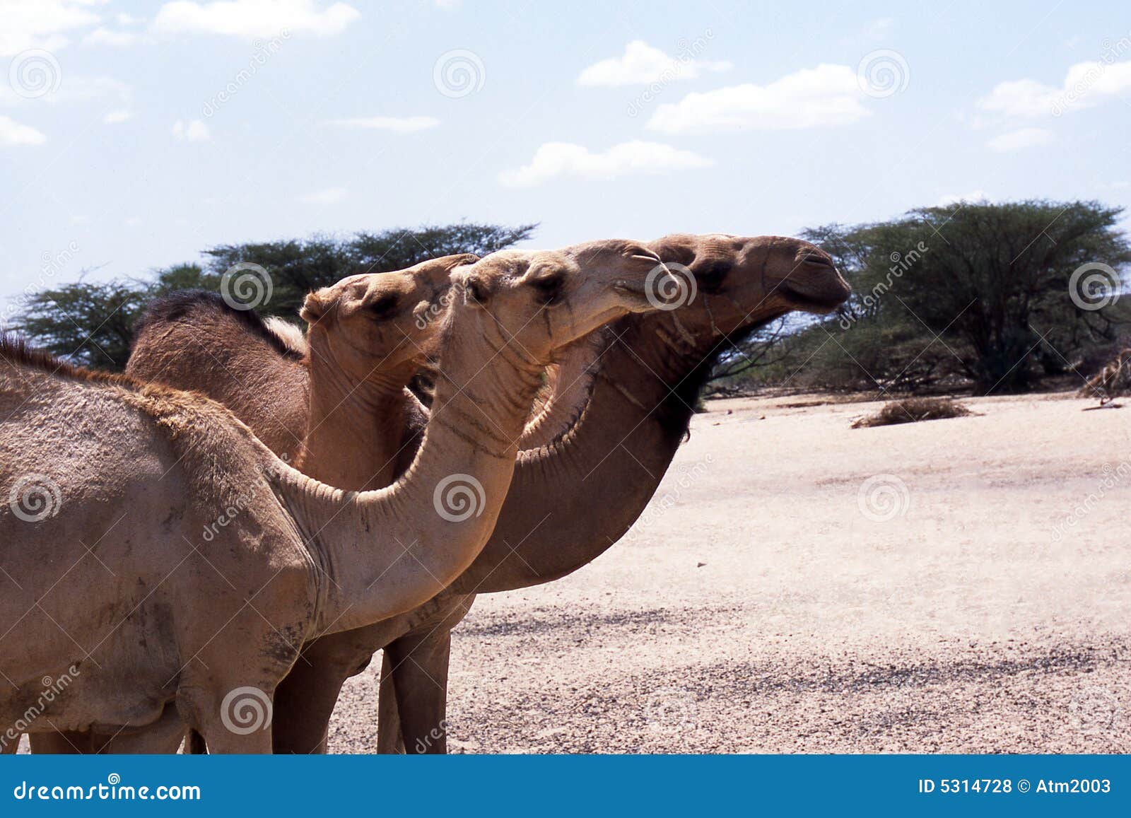 Retratos del camello foto de archivo. Imagen de polvo - 5314728