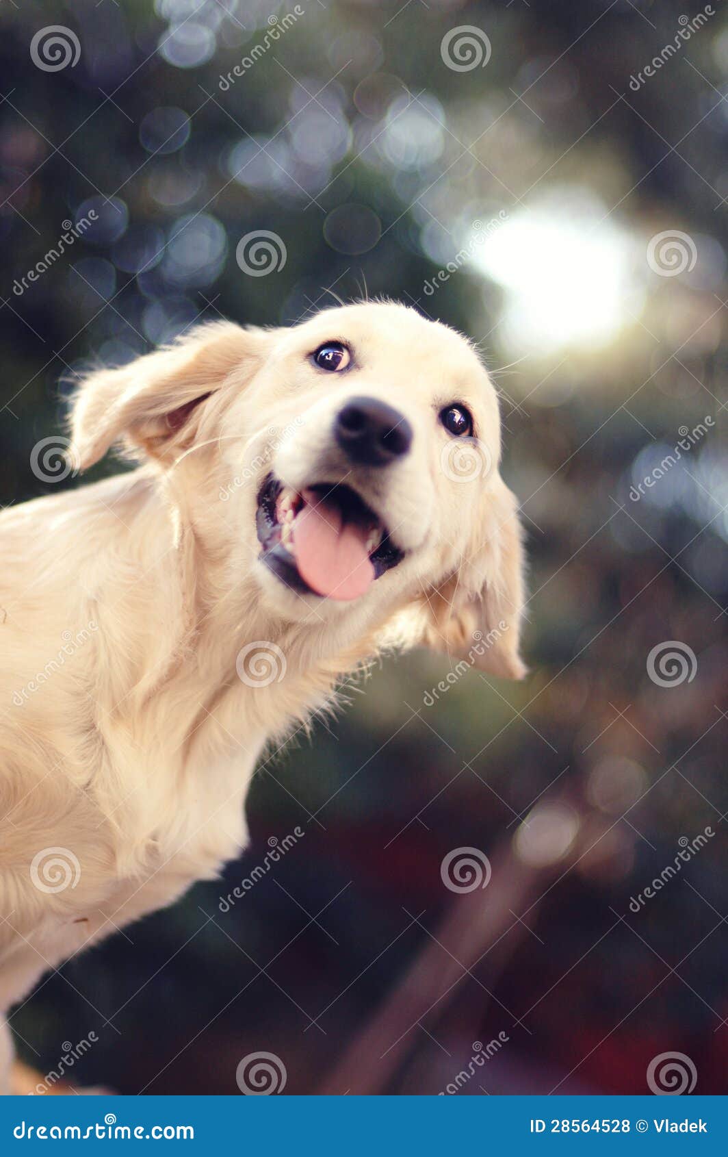 Retri?ver De Oro Joven De Oro Hermoso Foto de archivo - Imagen de ...