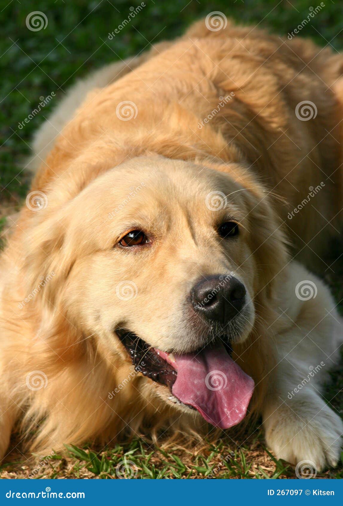 Retriever stock image. Image of field, adult, brown, shade - 267097