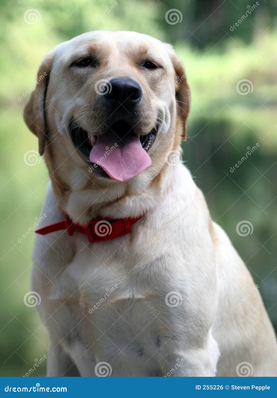 Retriever De Labrador Amarelo Foto de Stock - Imagem de leal ...