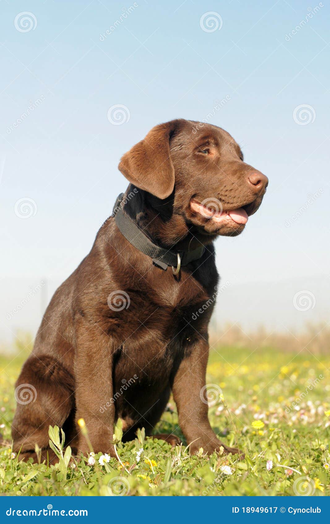 Retriever De Labrador Do Filhote De Cachorro Imagem de Stock - Imagem ...