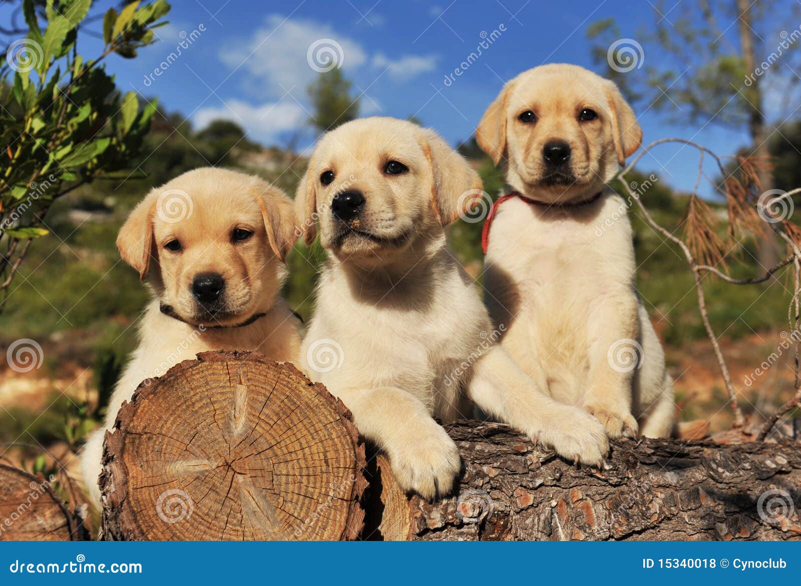 Retriever De Labrador Dos Filhotes De Cachorro Foto de Stock - Imagem ...
