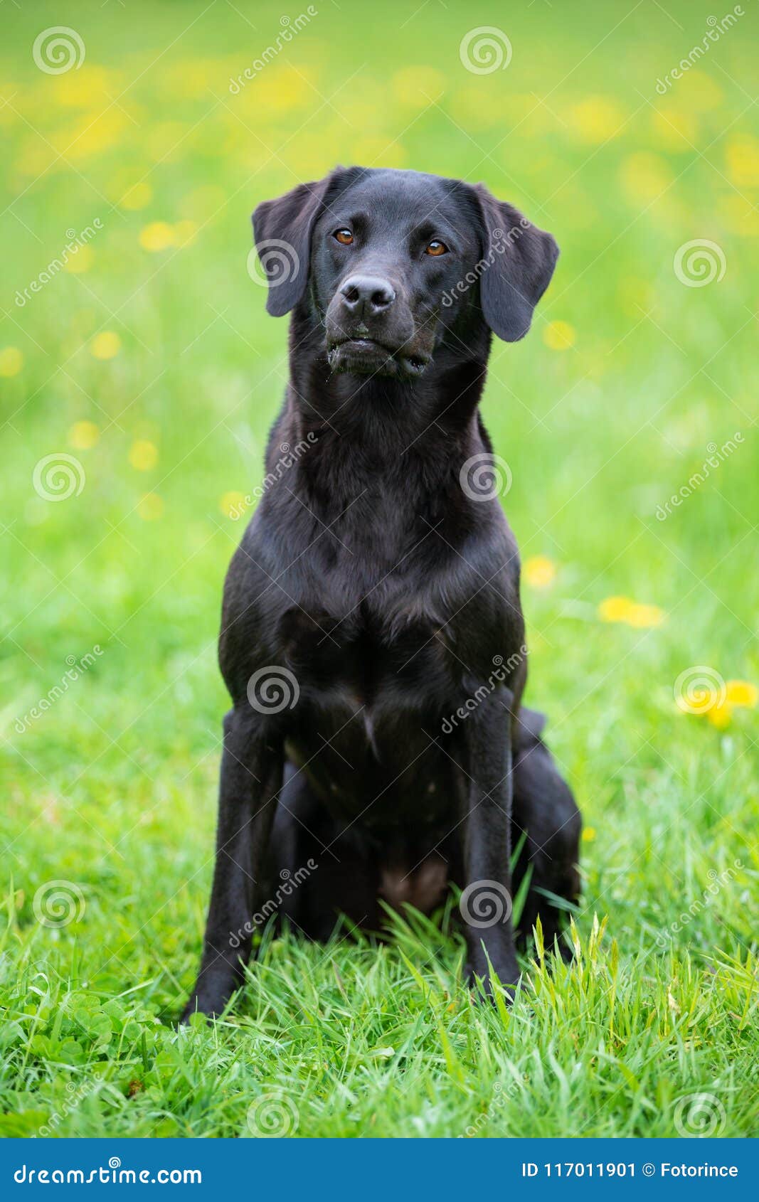 Retriever De Labrador Preto Imagem de Stock - Imagem de exterior, preto ...