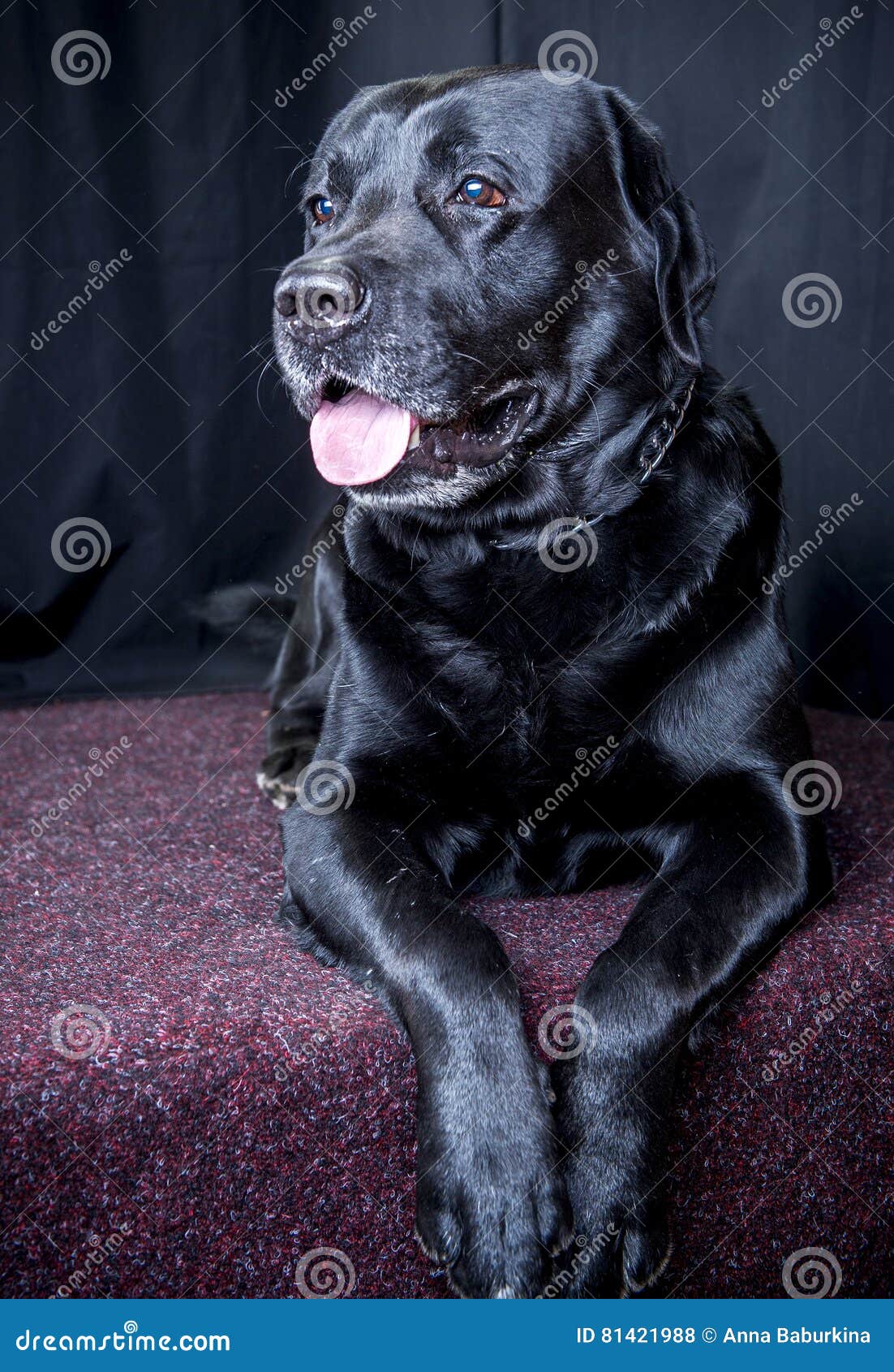 Retriever De Labrador Preto Foto de Stock - Imagem de canino, olhos ...