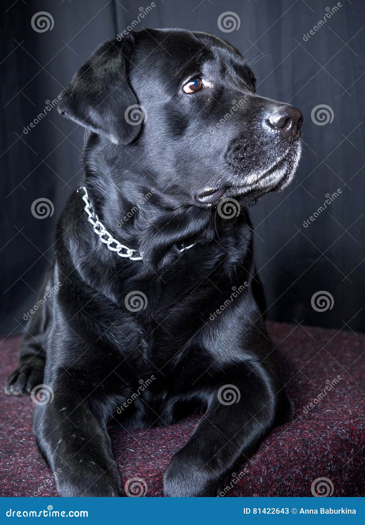 Retriever De Labrador Preto Imagem de Stock - Imagem de olhos, escuro ...