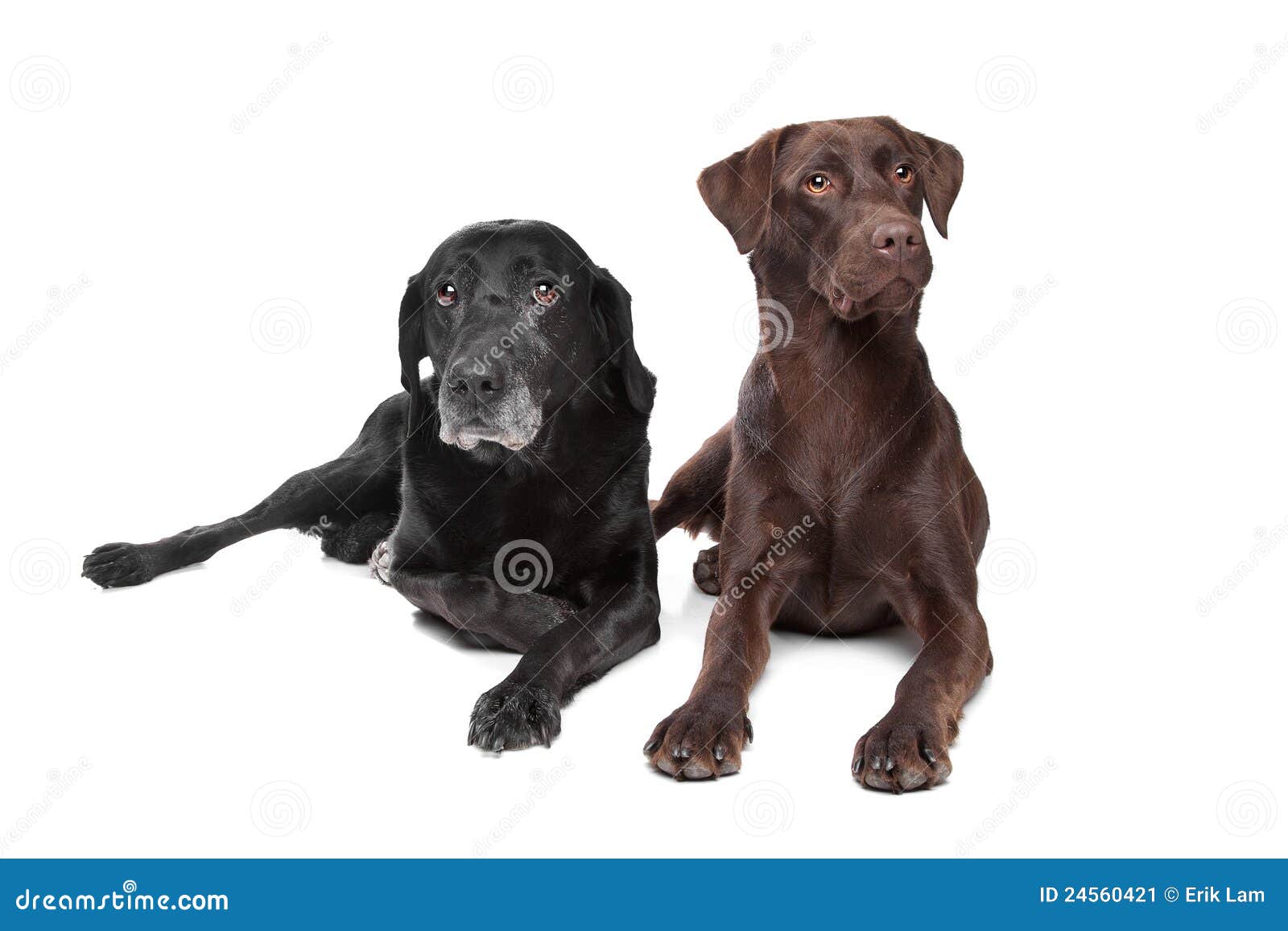 Retriever De Labrador Preto E Marrom Imagem de Stock - Imagem de ...