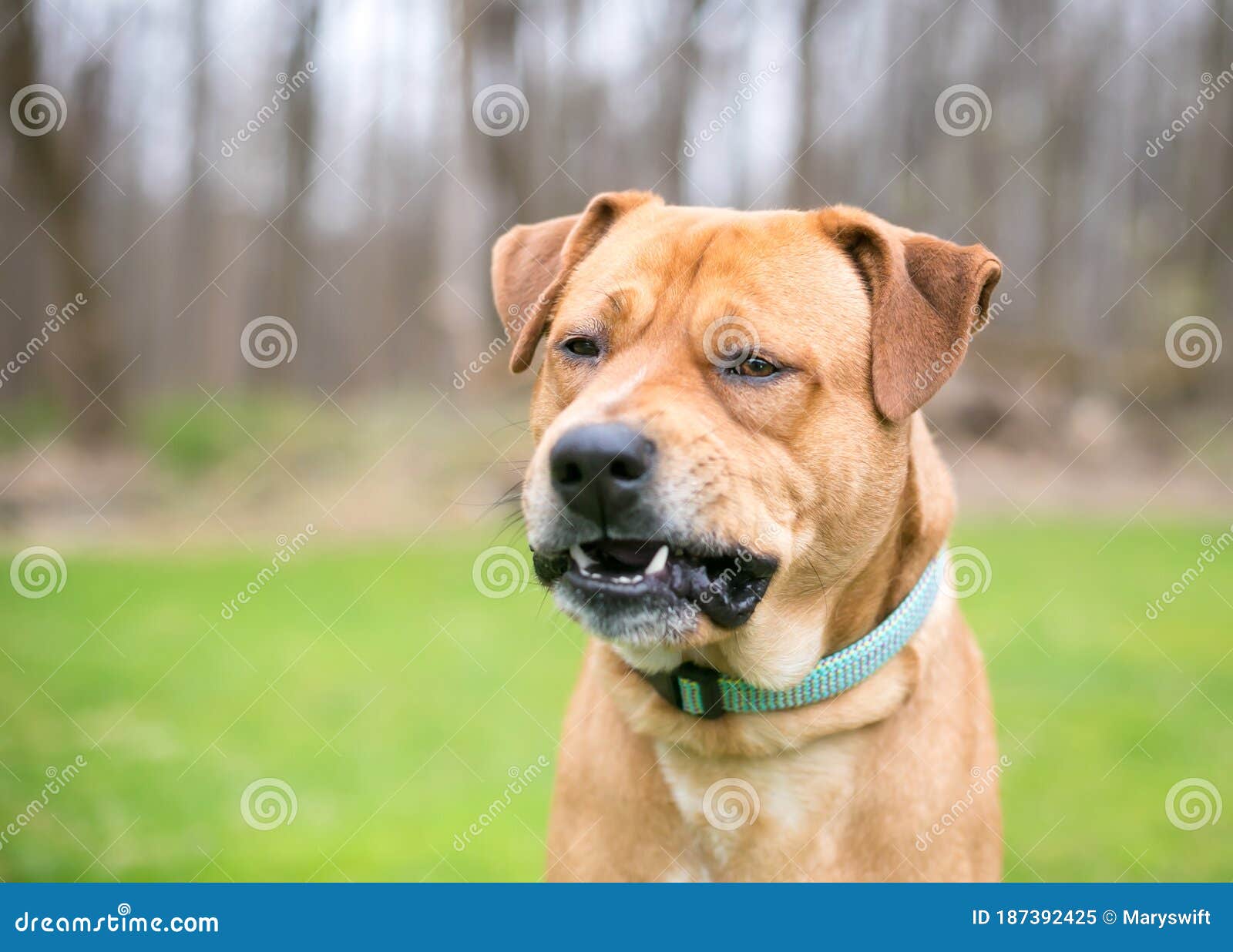 A Retriever Dog Chewing with a Funny Expression on Its Face Stock Image ...