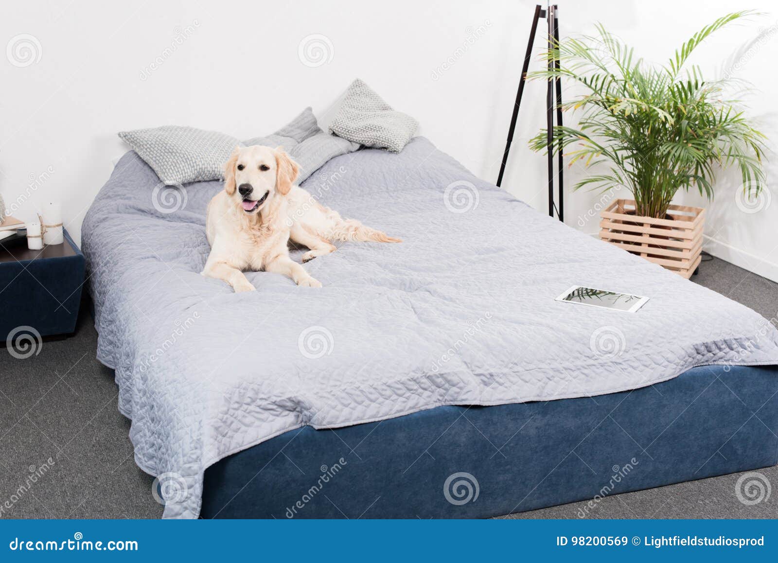 Retriever Dog with Digital Tablet Lying on Bed Stock Image - Image of ...