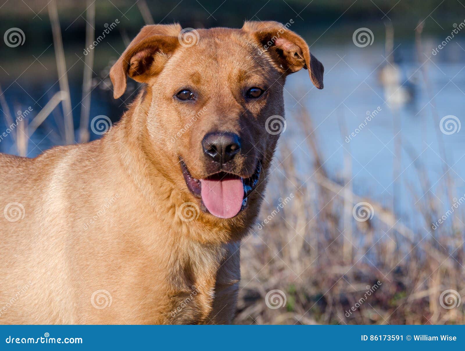 Retriever Duck Dog stock afbeelding. Image of honds, labrador - 86173591