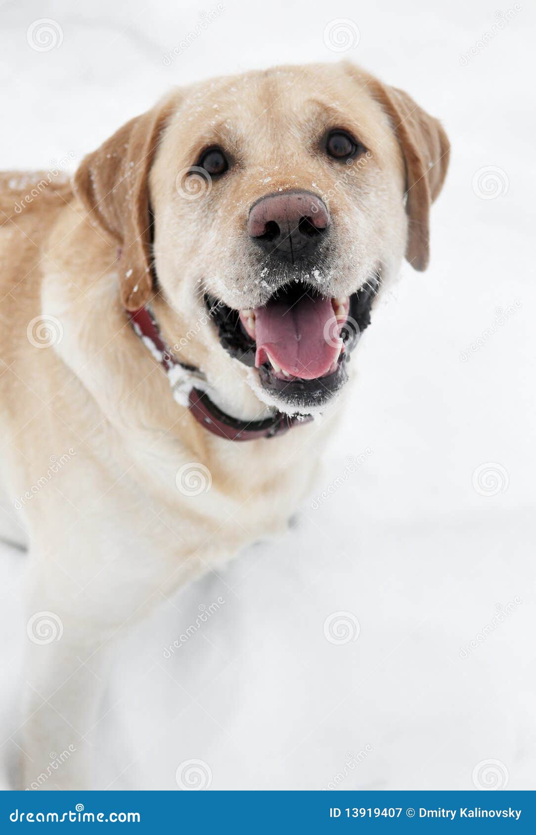 Retriever Labrador Dog in Winter Stock Image - Image of canine, muzzle ...