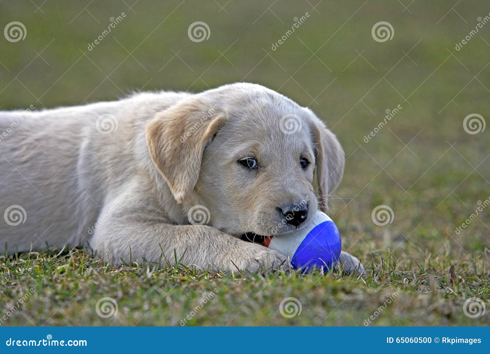 Retriever Puppy Playing with Ball Stock Photo - Image of domestic, cute ...