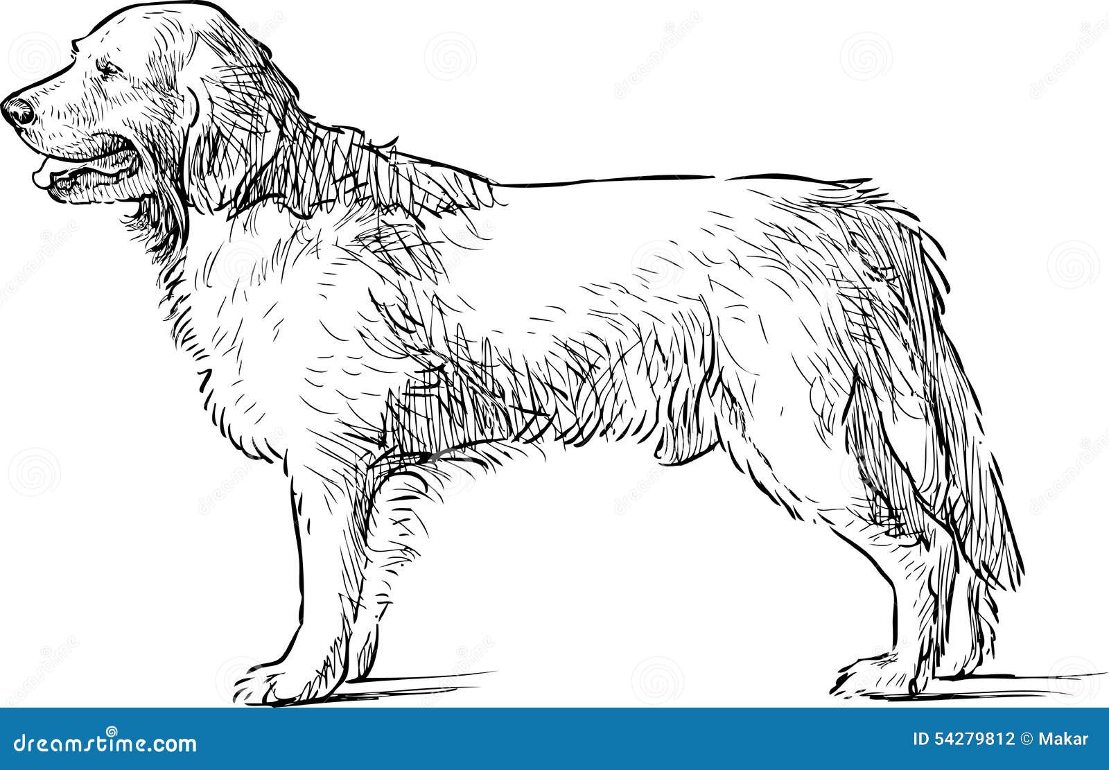Retriever sketch stock vector. Illustration of hound - 54279812