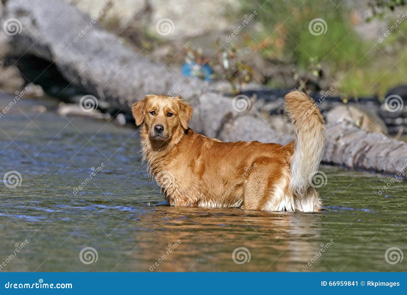 Retriever in water stock image. Image of water, meadow - 66959841