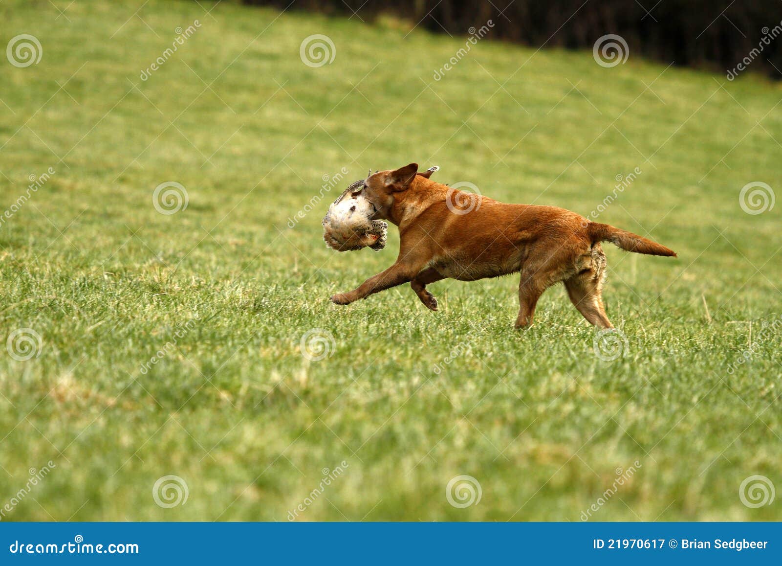 Retrieving Trained Labrador Stock Image - Image of bird, bred: 21970617