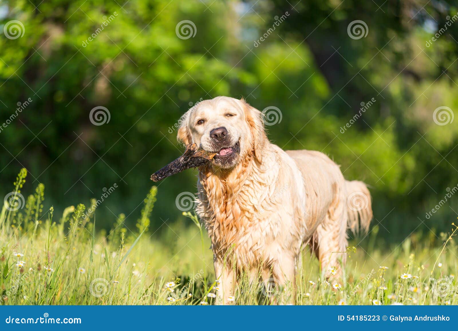 Retriver stock image. Image of happy, beauty, yellow - 54185223