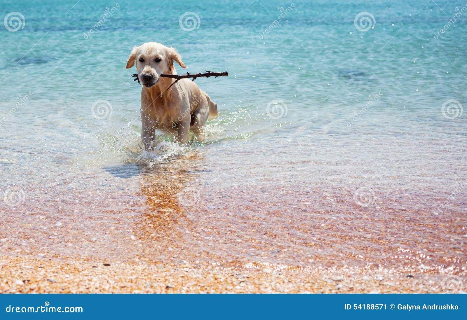 Retriver stock image. Image of affection, beauty, animal - 54188571