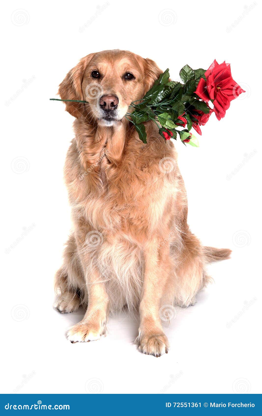 Retriver Dourado Com a Flor Na Boca Imagem de Stock - Imagem de ...